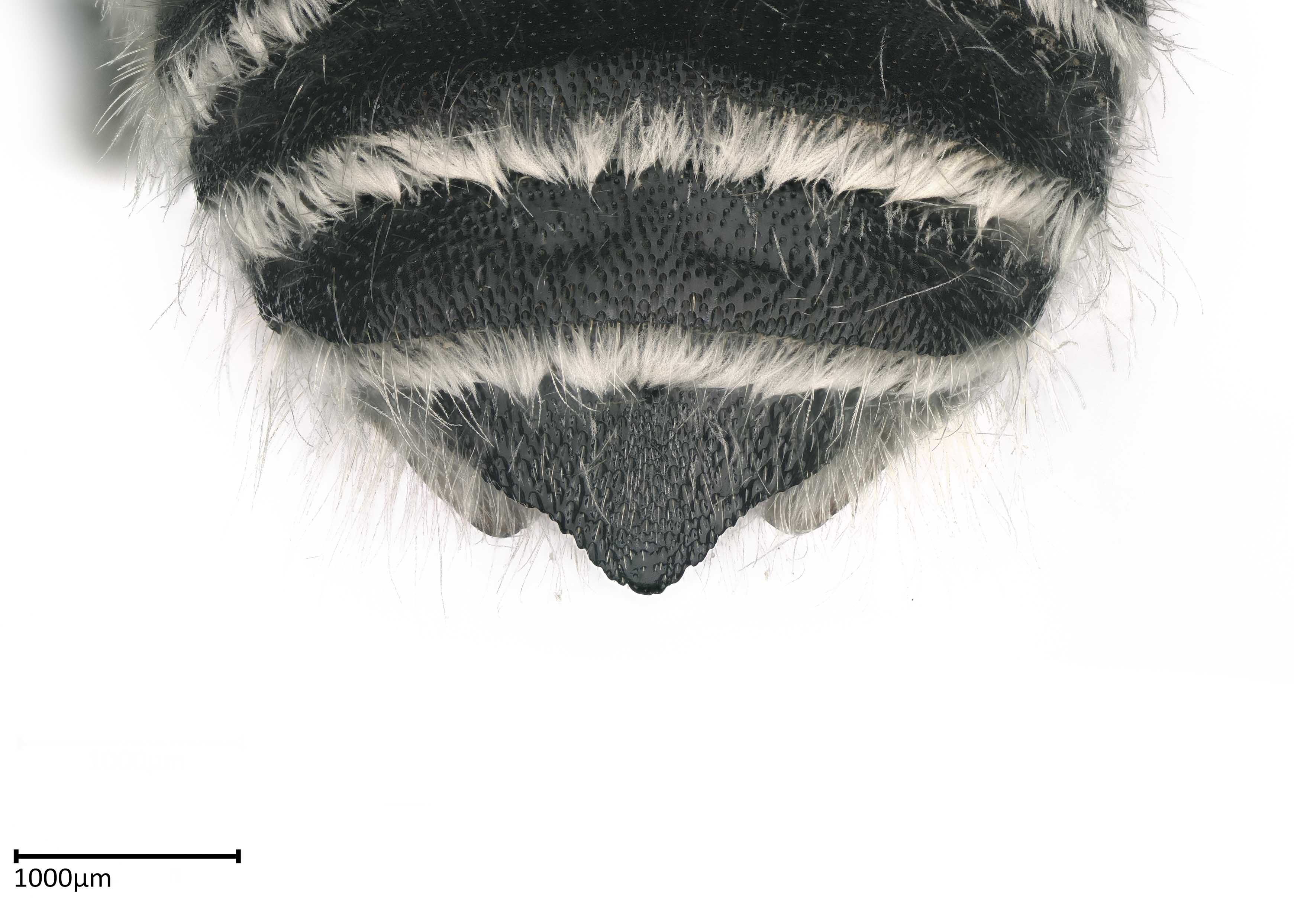 Megachile #40; Megachiloides #41; | Exotic Bee ID
