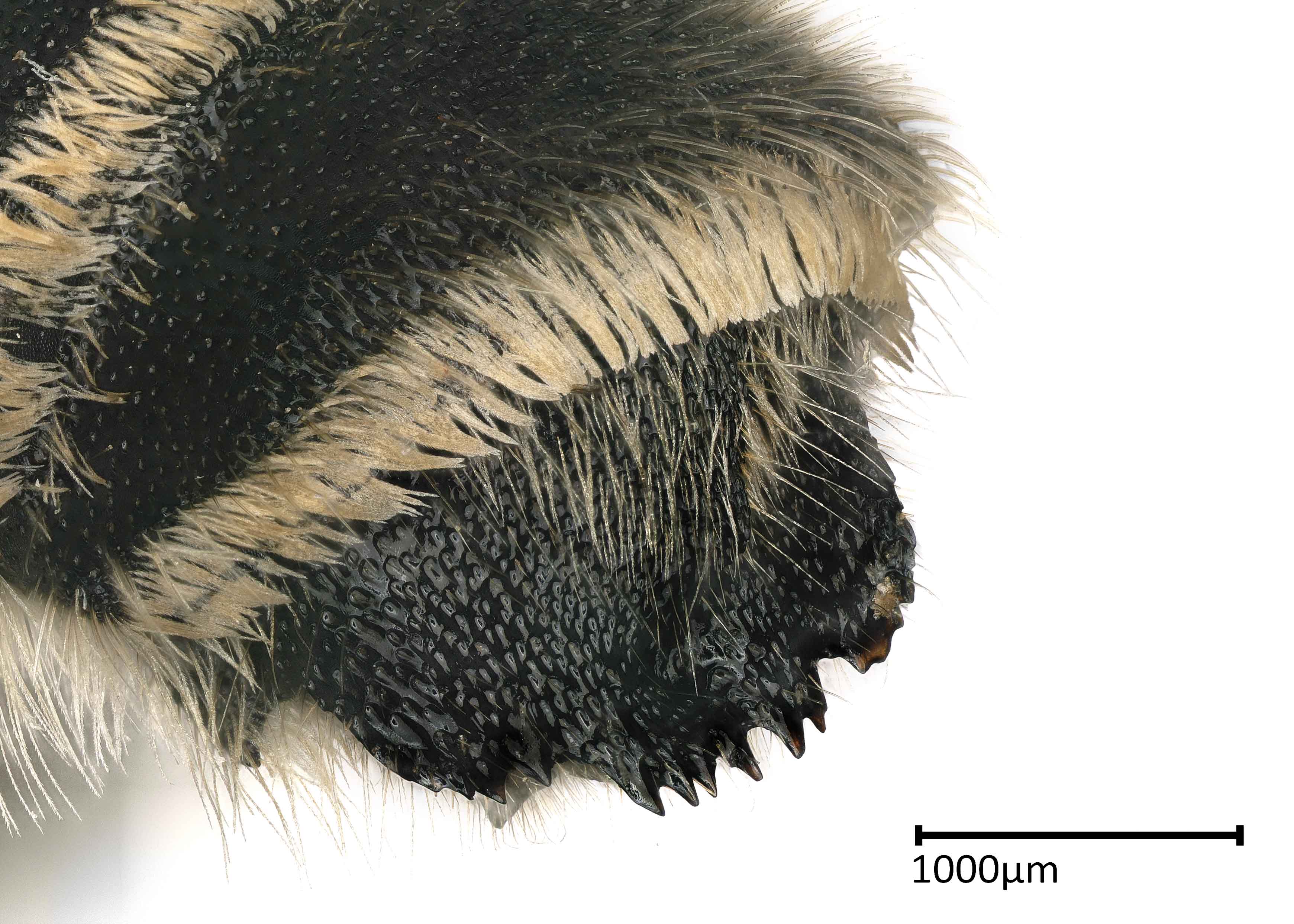 Megachile #40; Creightonella #41; | Exotic Bee ID