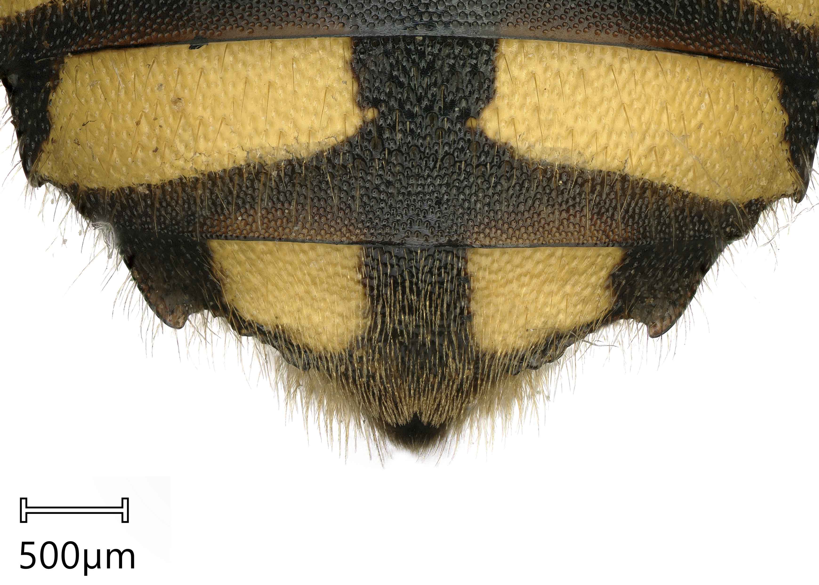 Anthidium florentinum | Exotic Bee ID