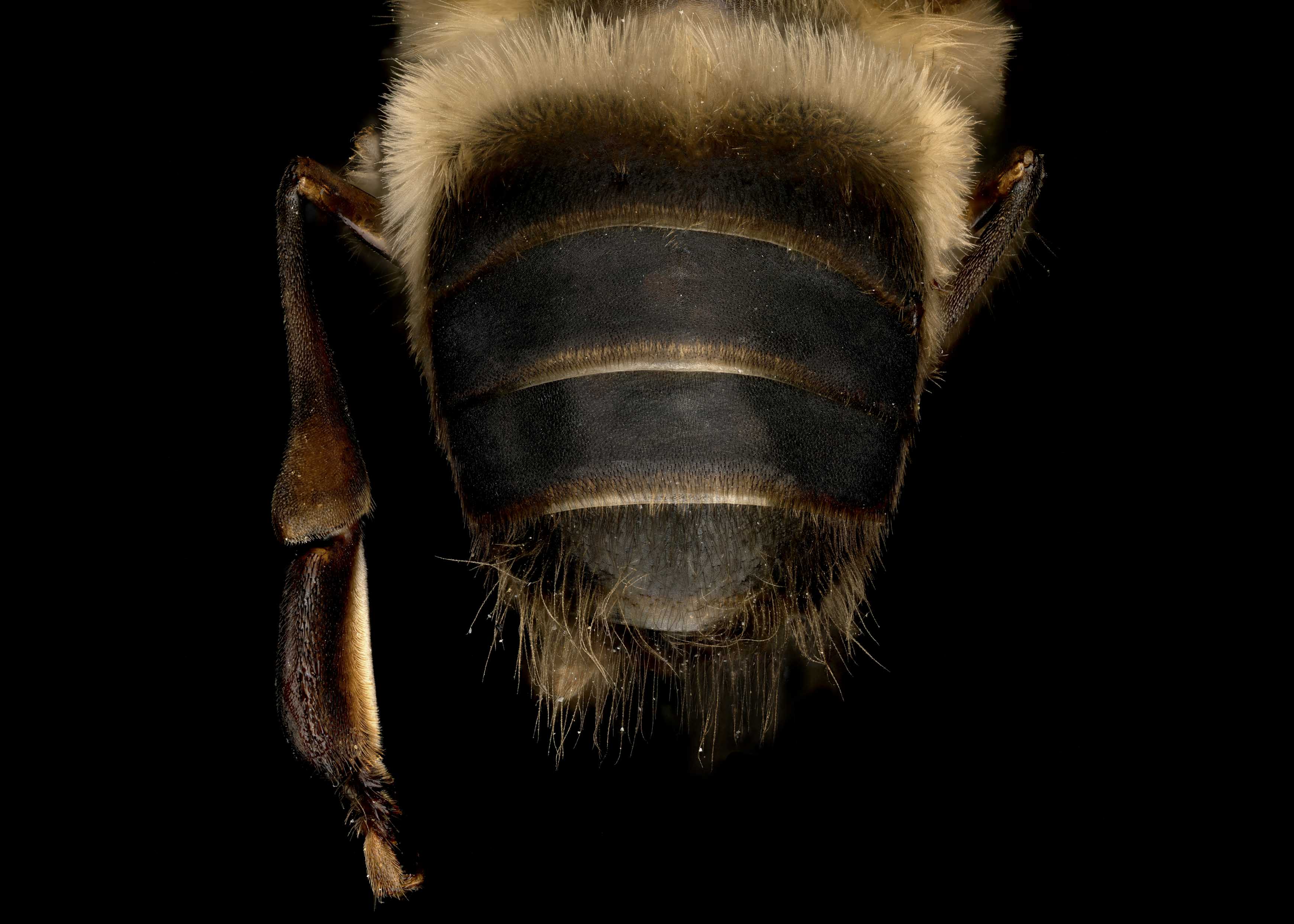 Apis cerana | Exotic Bee ID