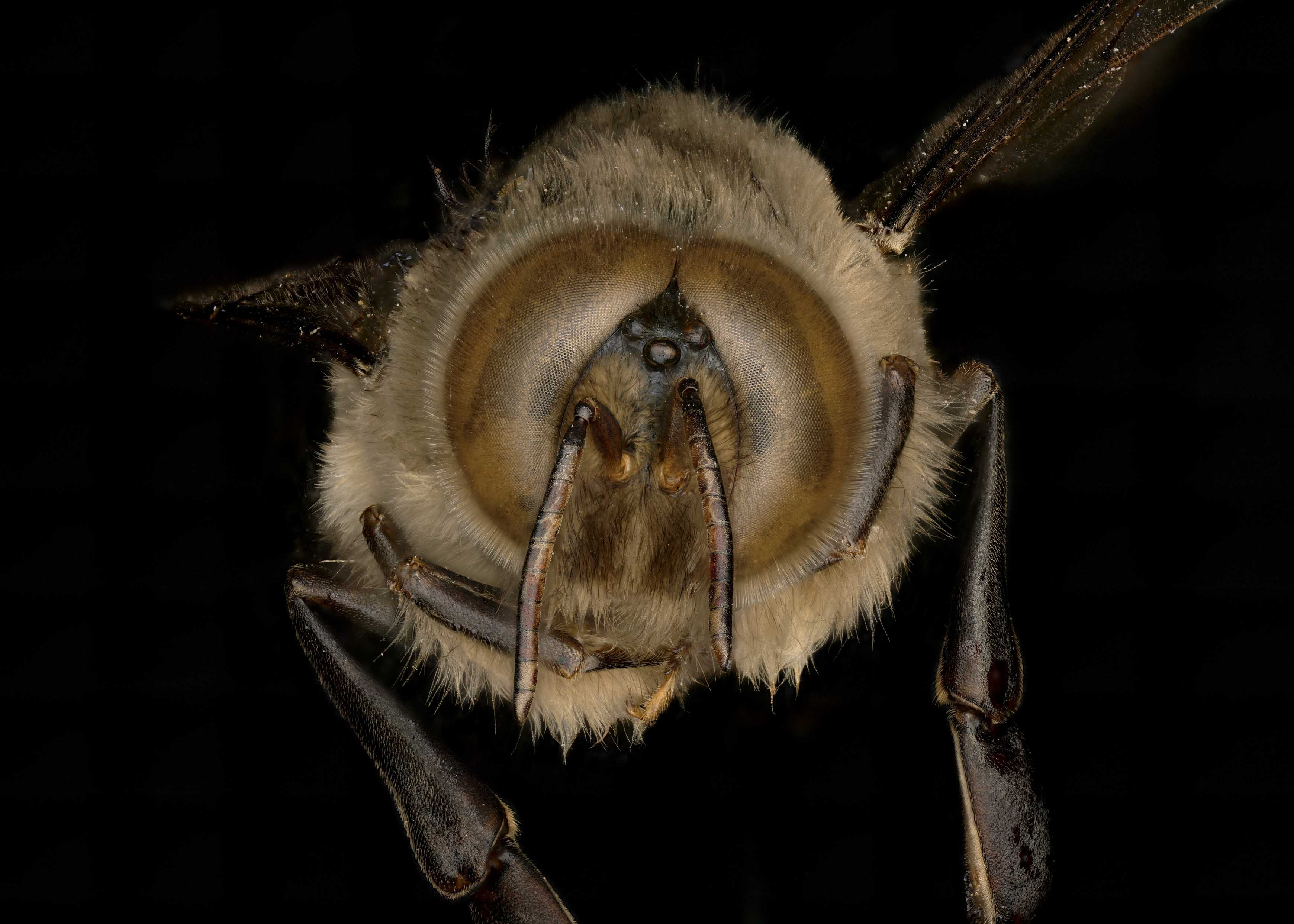 Apis cerana | Exotic Bee ID