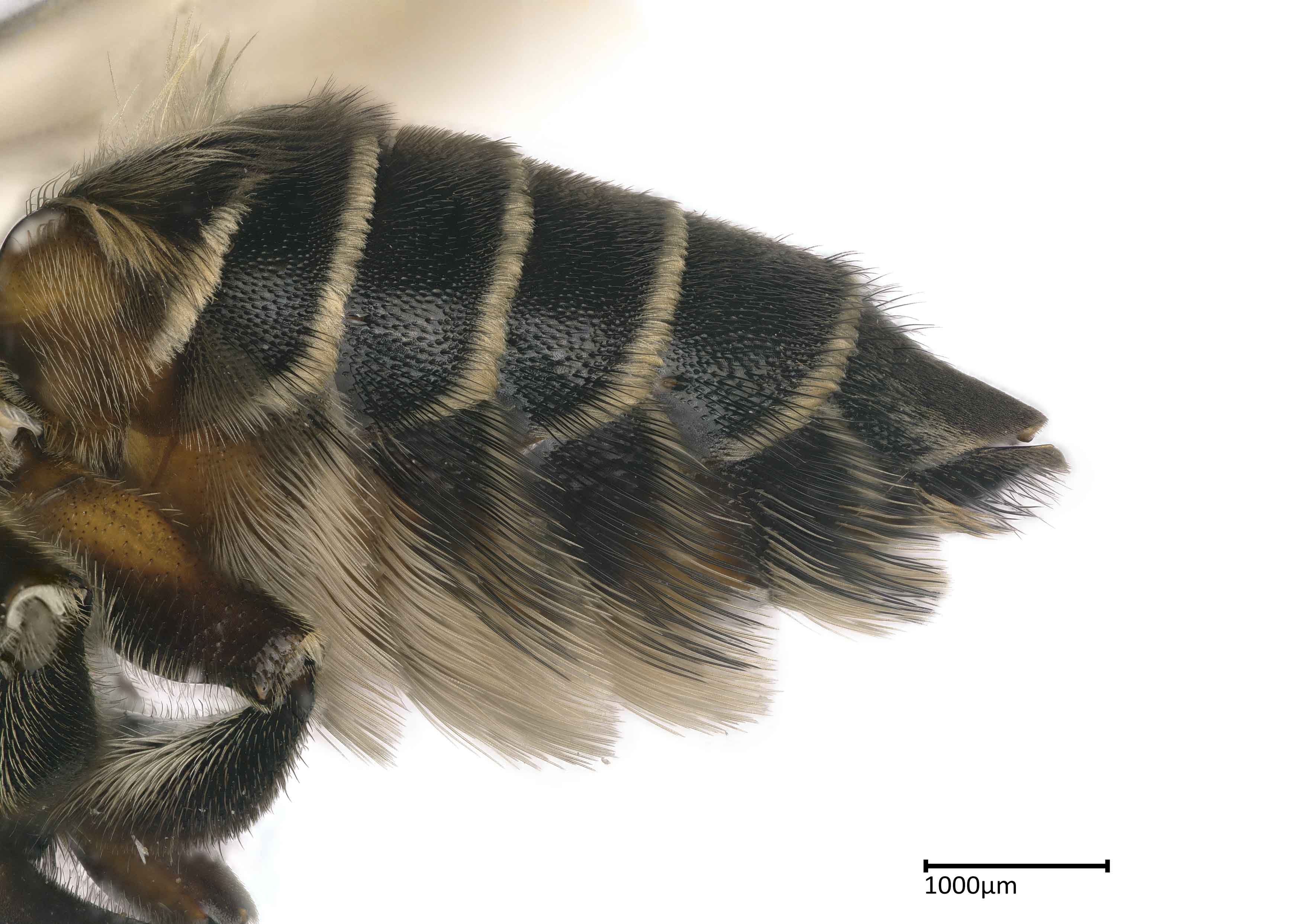 Megachile #40; Austromegachile #41; | Exotic Bee ID