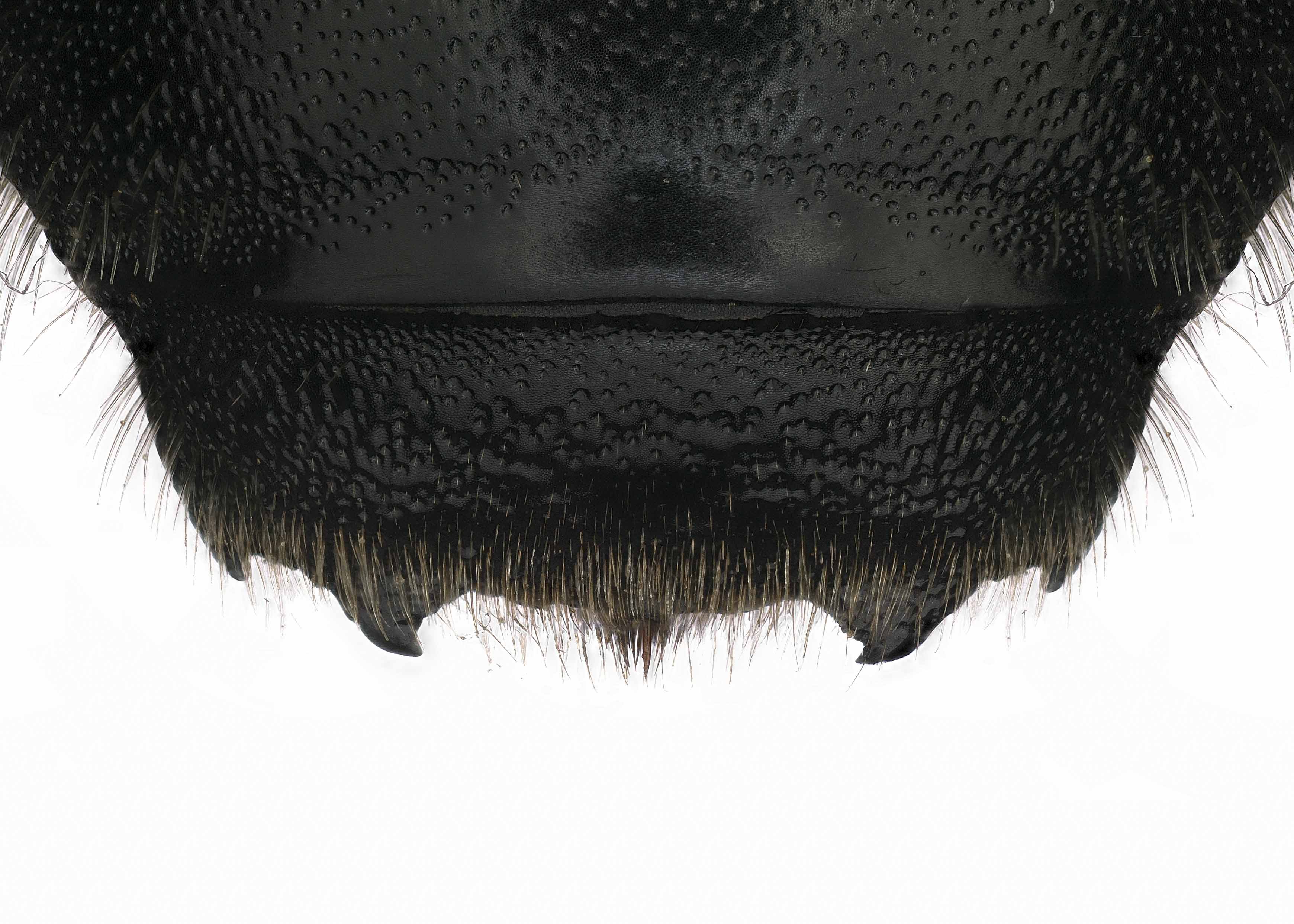 Anthidium rodriguezi | Exotic Bee ID