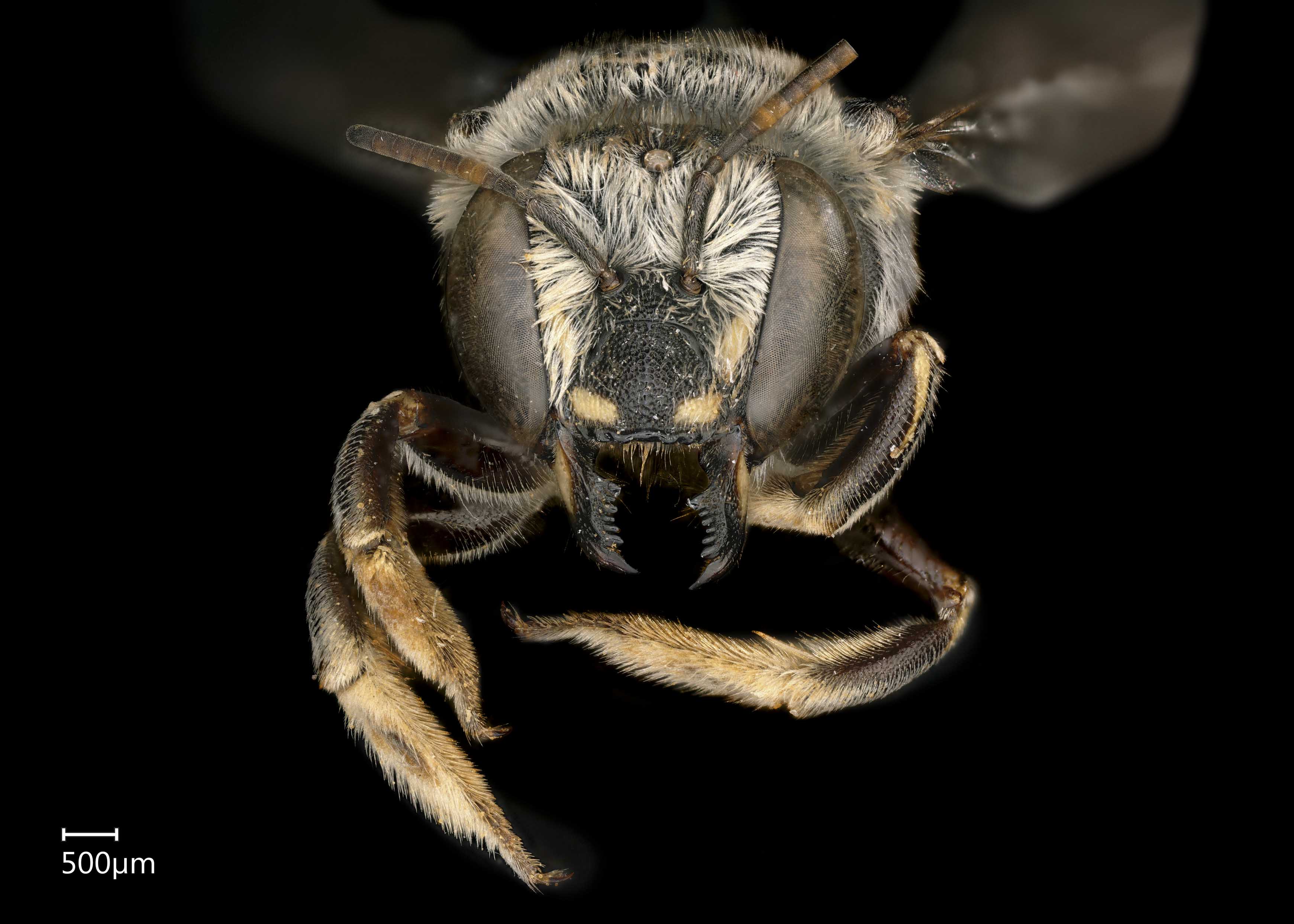 Anthidium aztecum | Exotic Bee ID