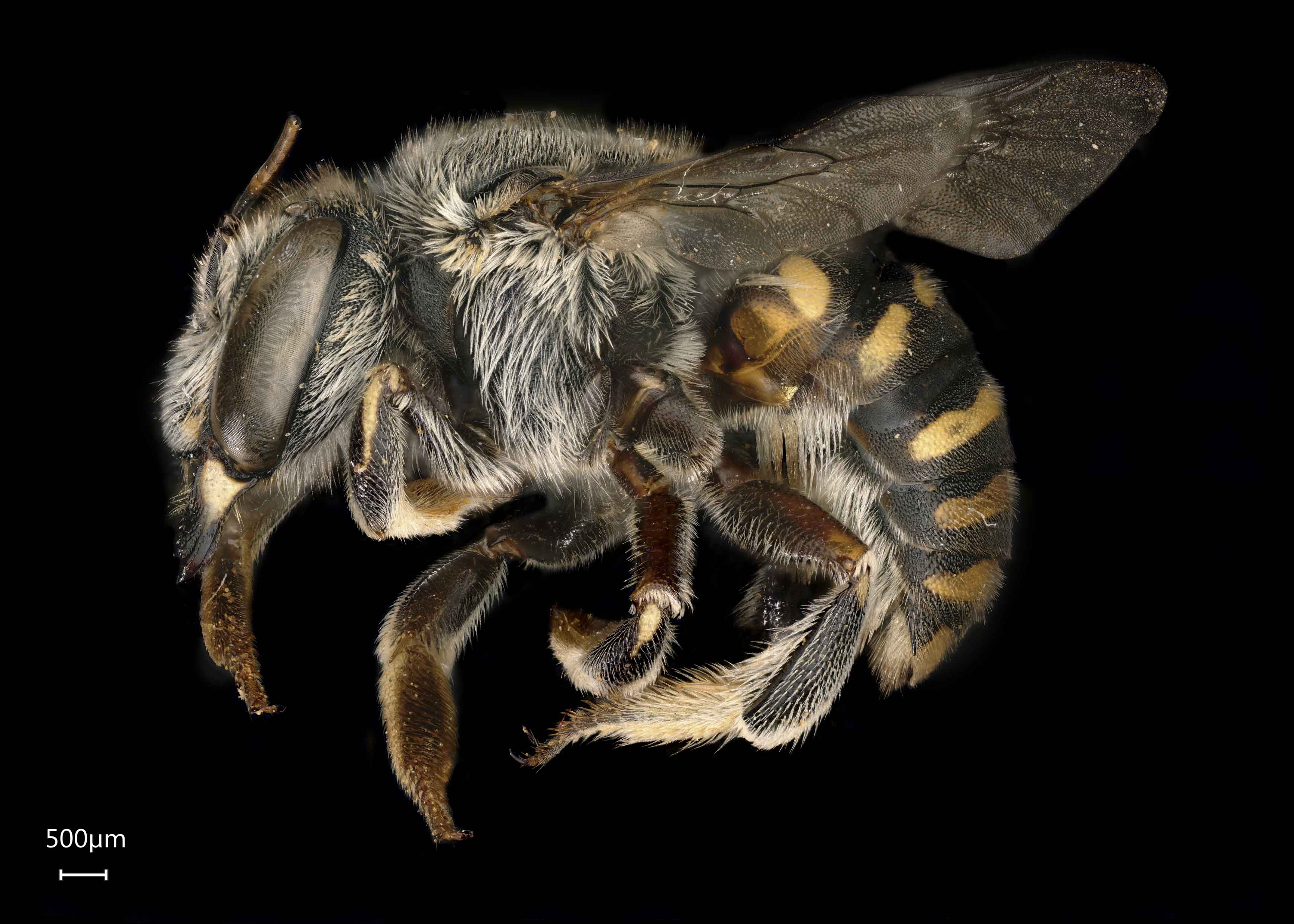 Anthidium aztecum | Exotic Bee ID