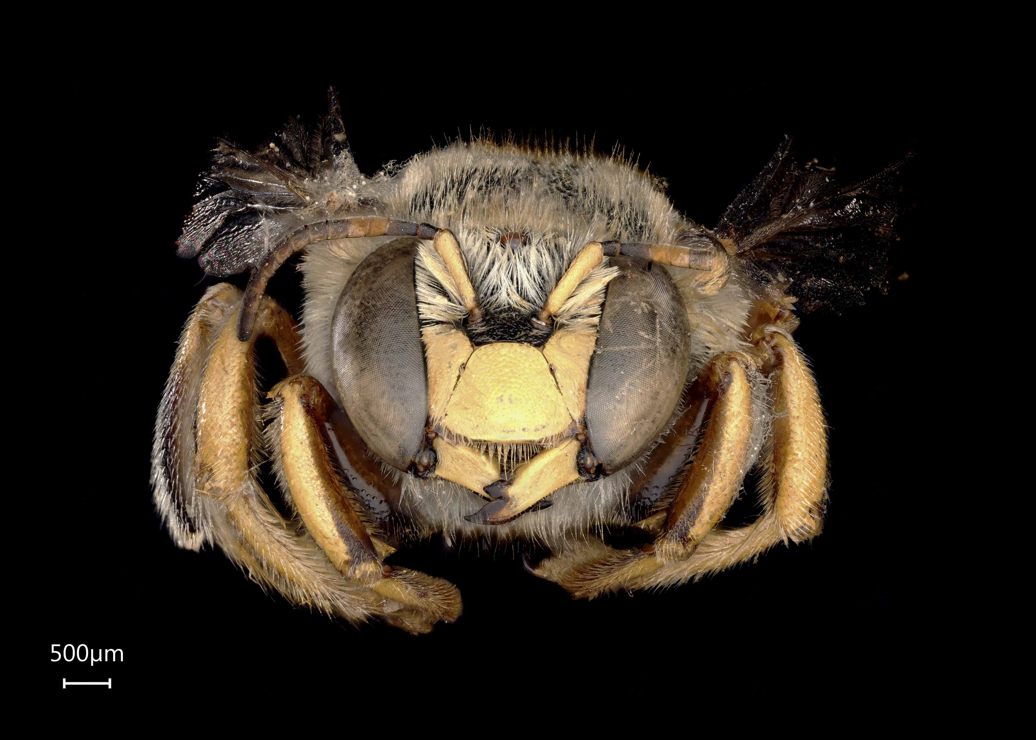 Anthidium aztecum | Exotic Bee ID