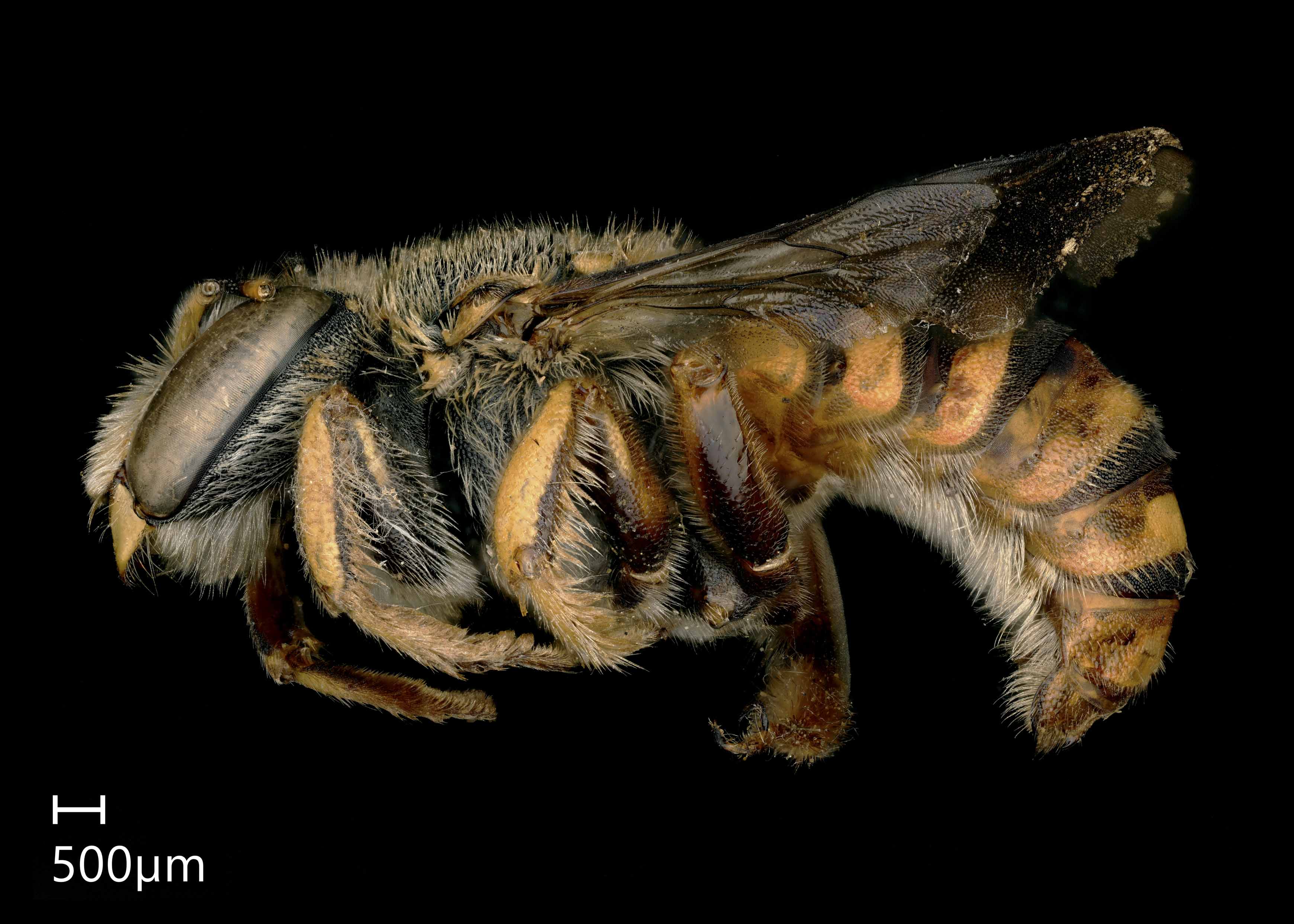 Anthidium aztecum | Exotic Bee ID