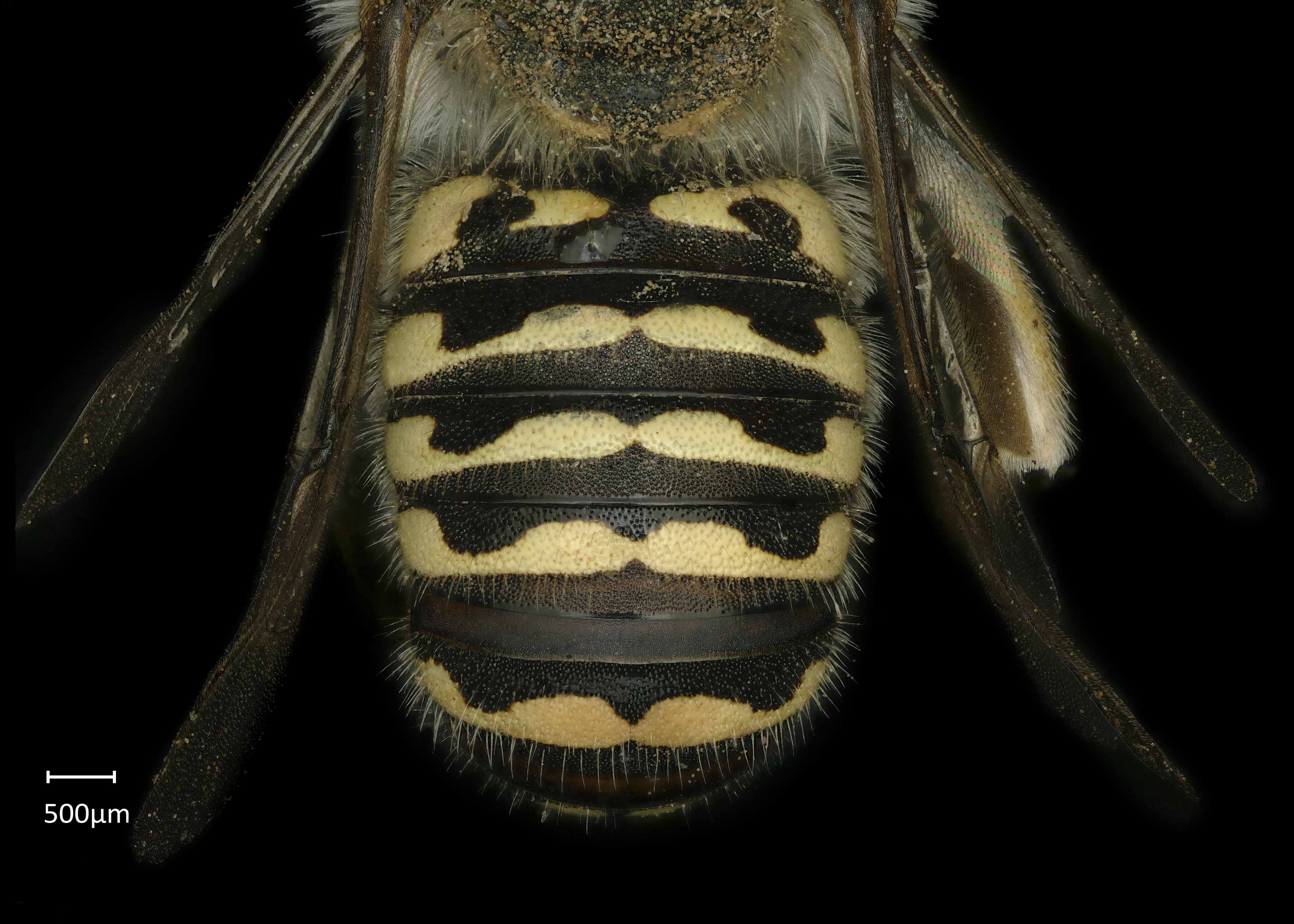 Anthidium michenerorum | Exotic Bee ID
