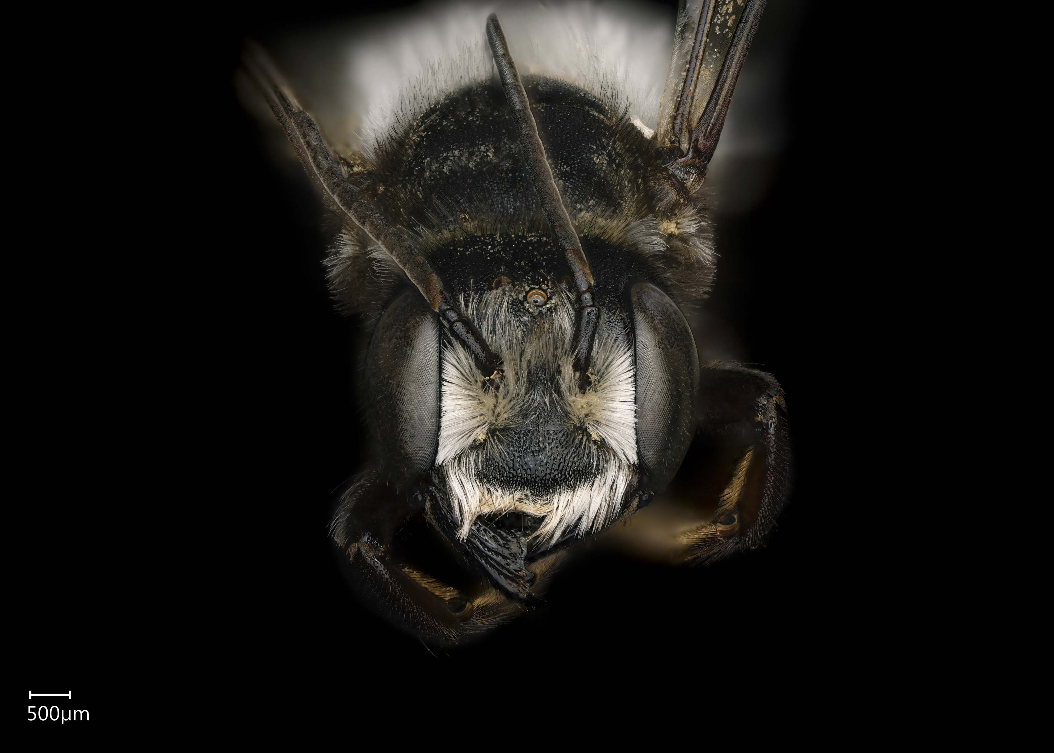 Maximegachile | Exotic Bee ID