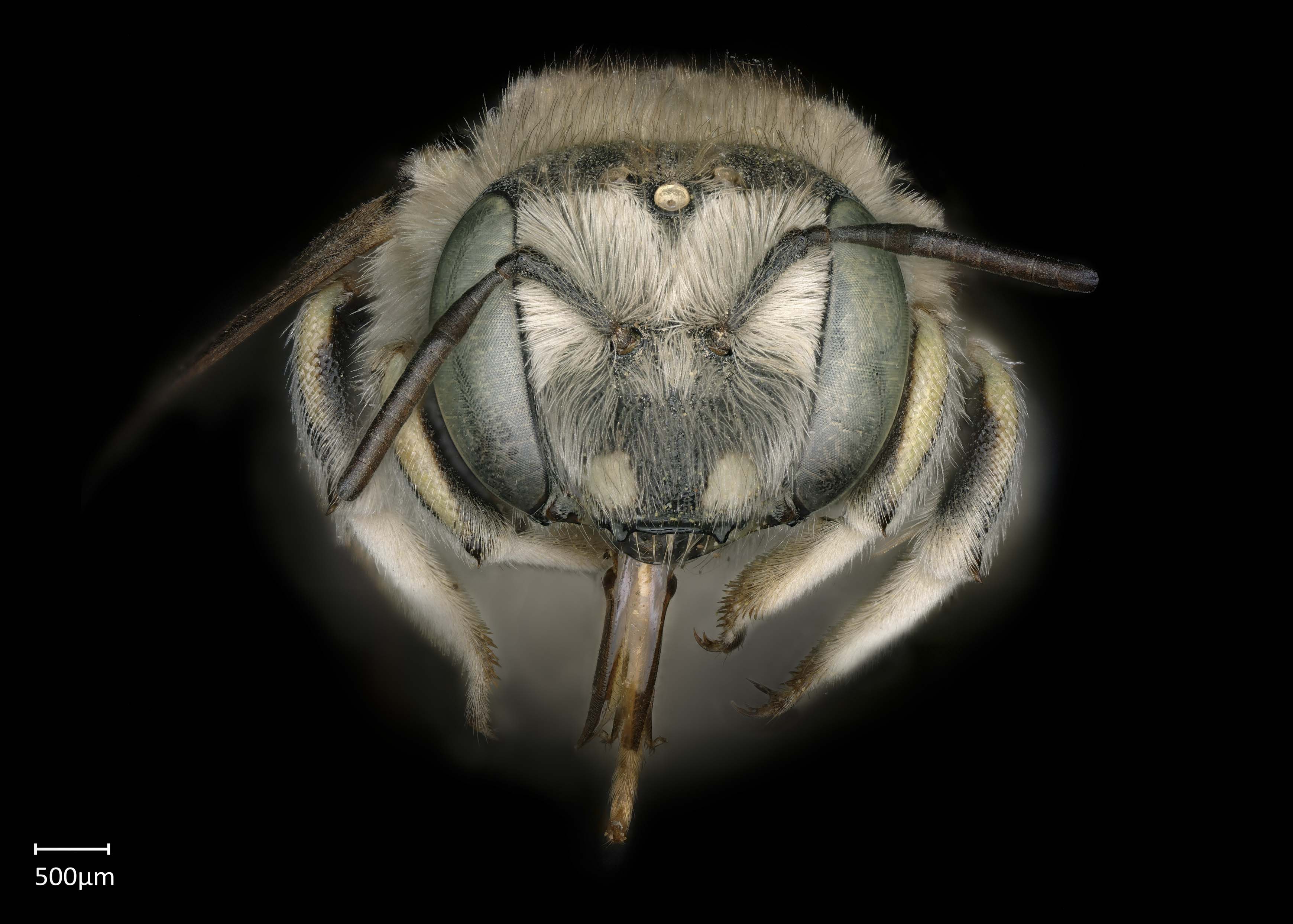 Anthidium labergei | Exotic Bee ID