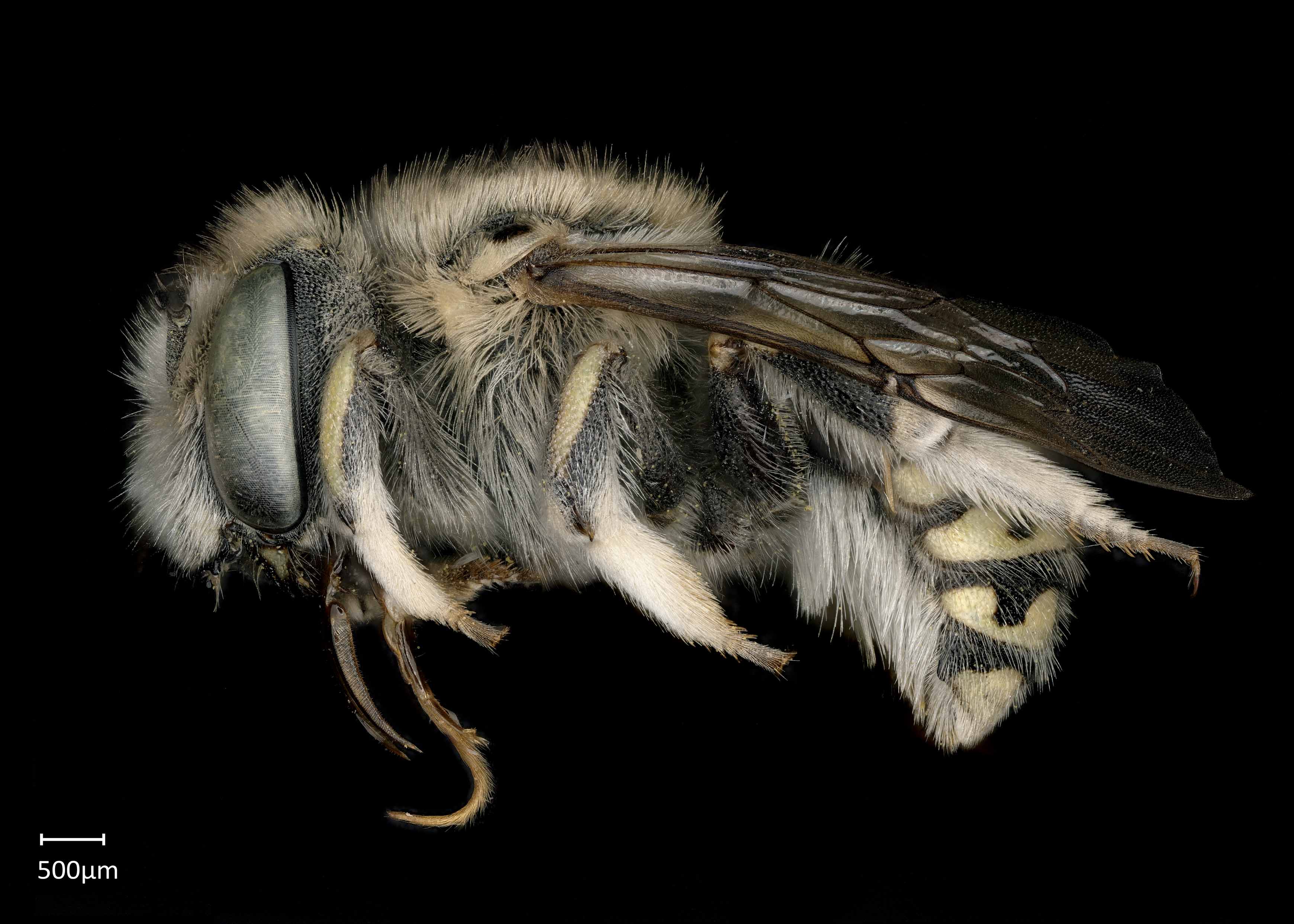 Anthidium labergei | Exotic Bee ID