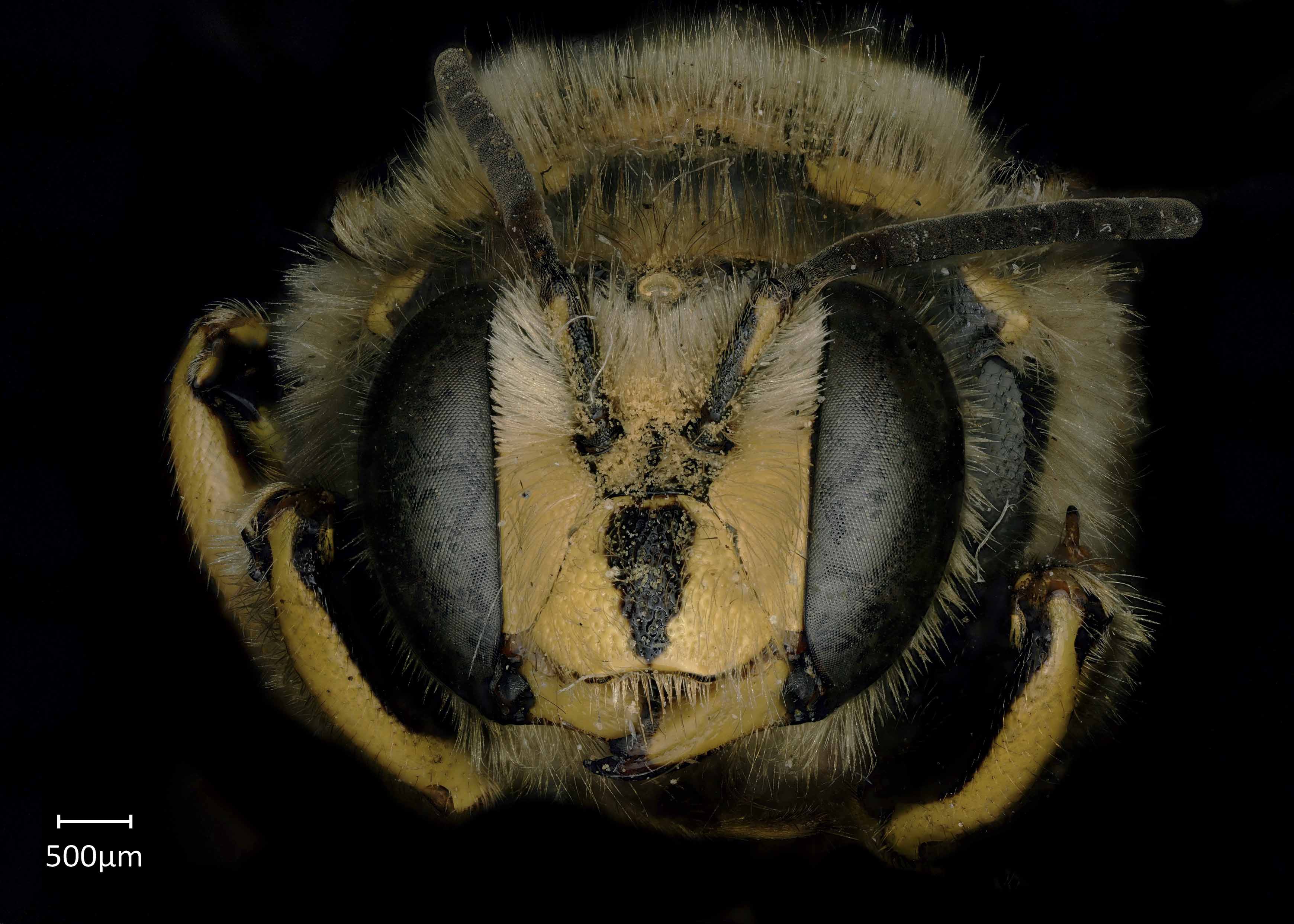 Anthidium illustre | Exotic Bee ID