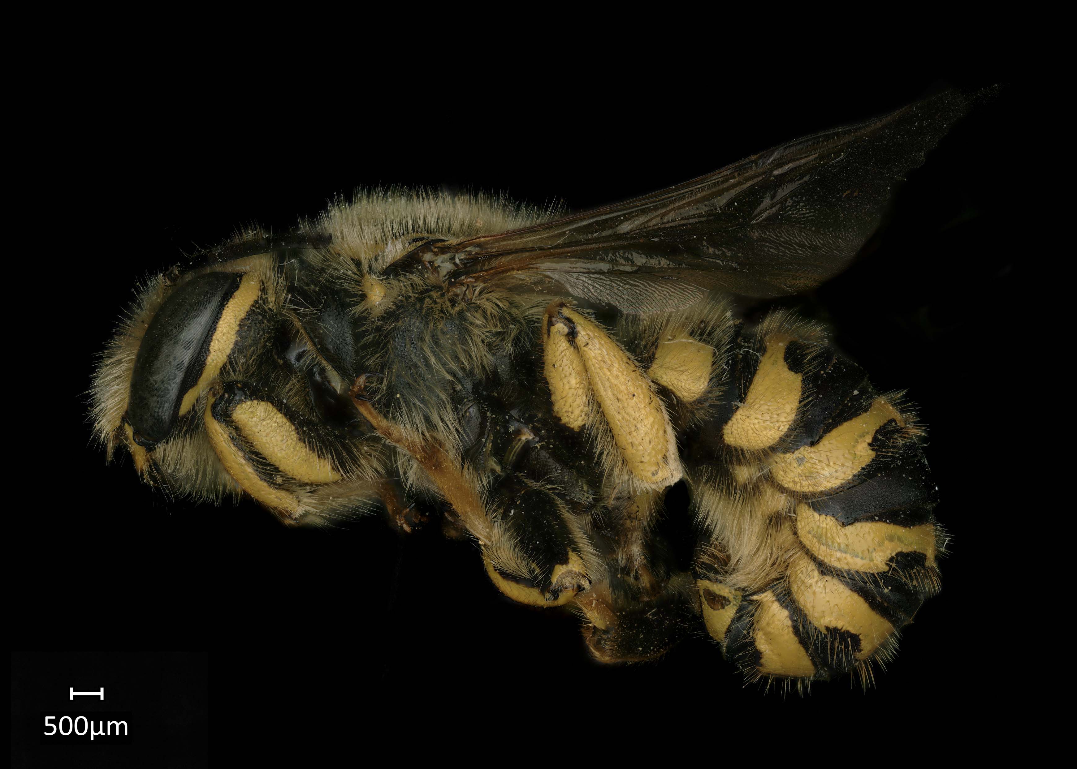 Anthidium illustre | Exotic Bee ID