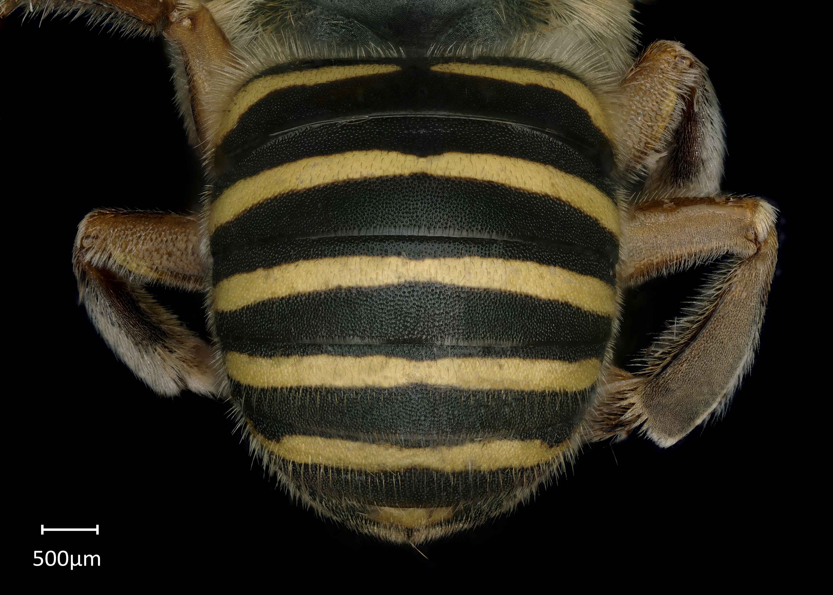Anthidium hallinani | Exotic Bee ID