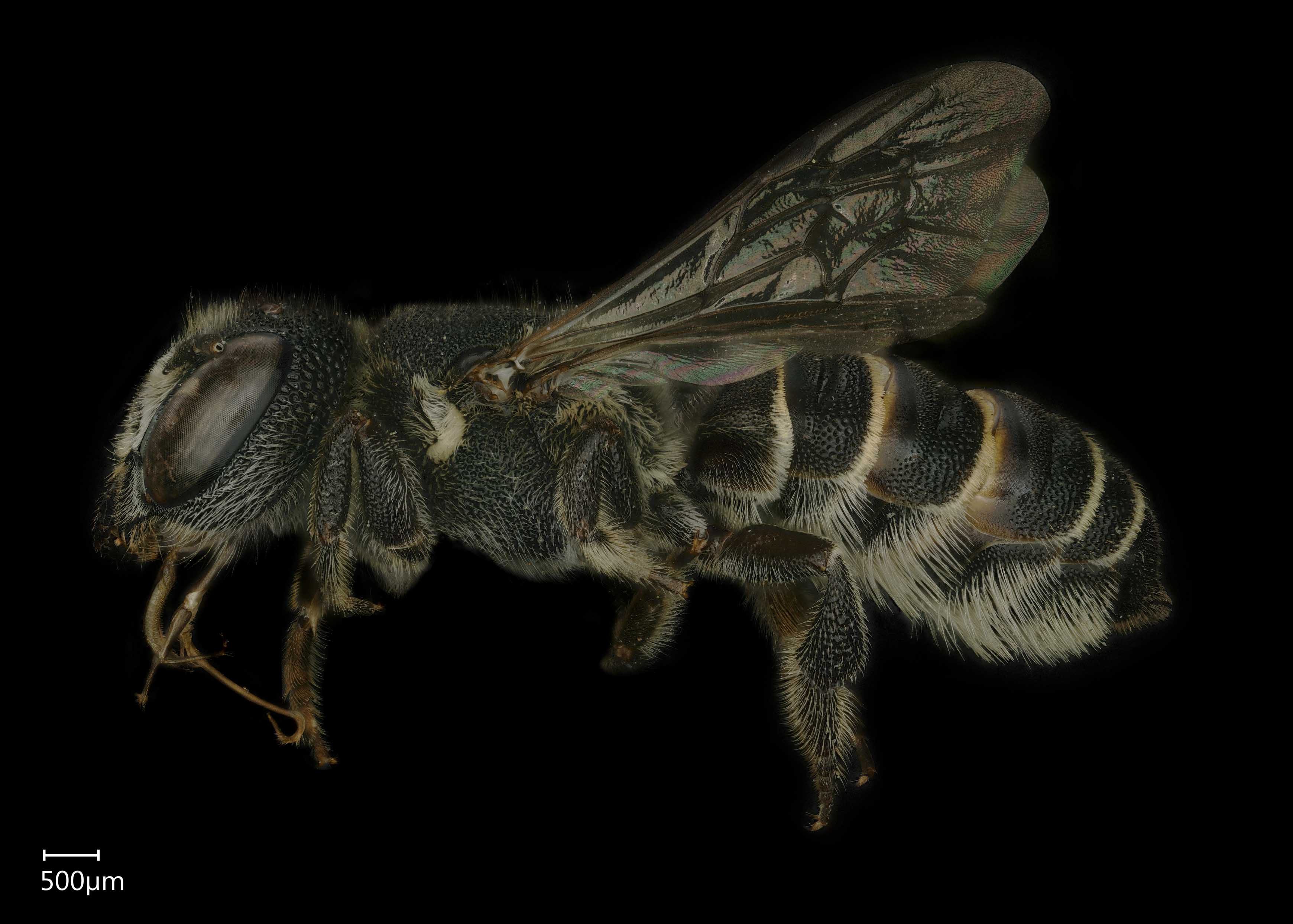 Megachile #40; Chelostomoda #41; | Exotic Bee ID