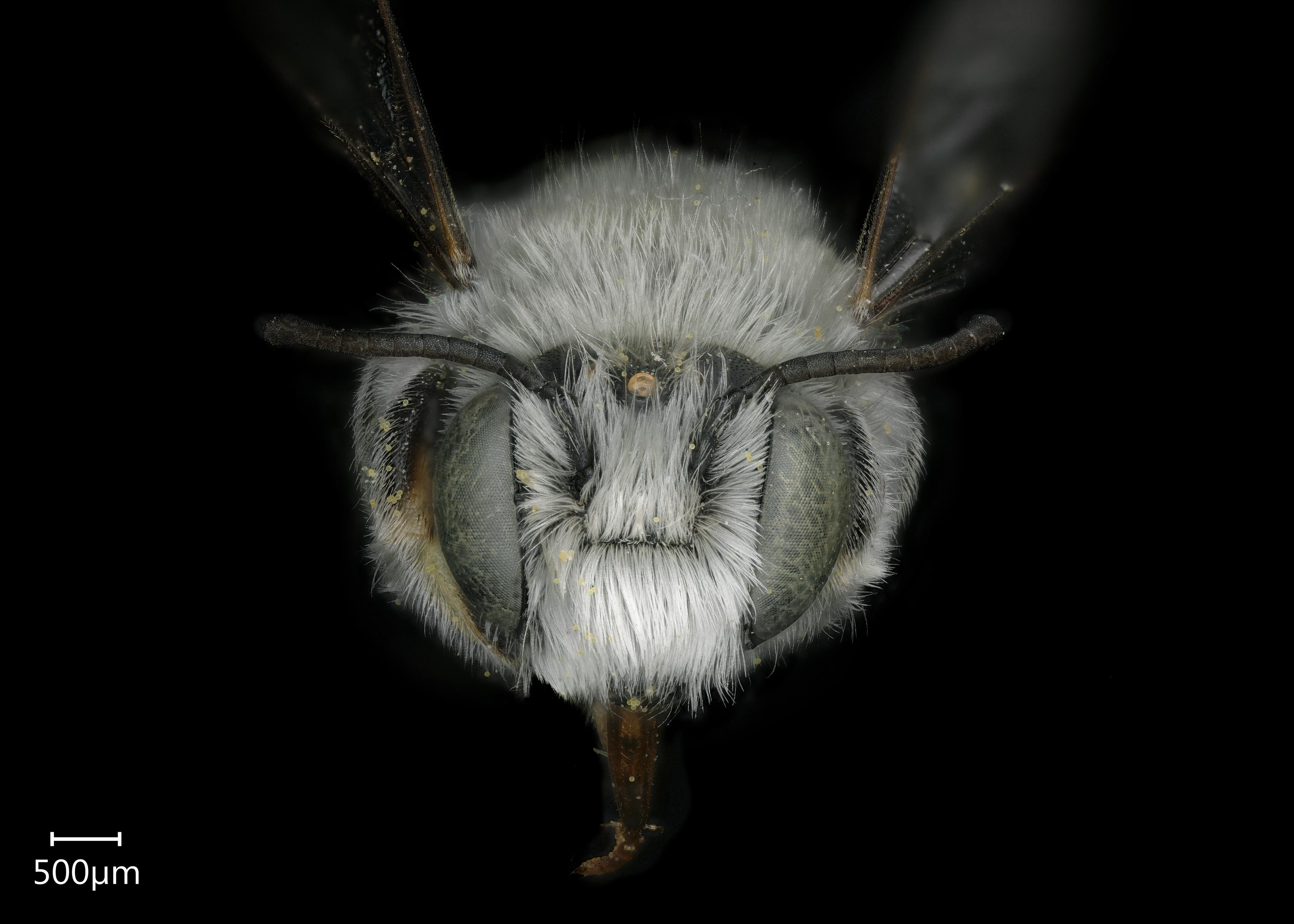 Megachile #40; Megachiloides #41; | Exotic Bee ID