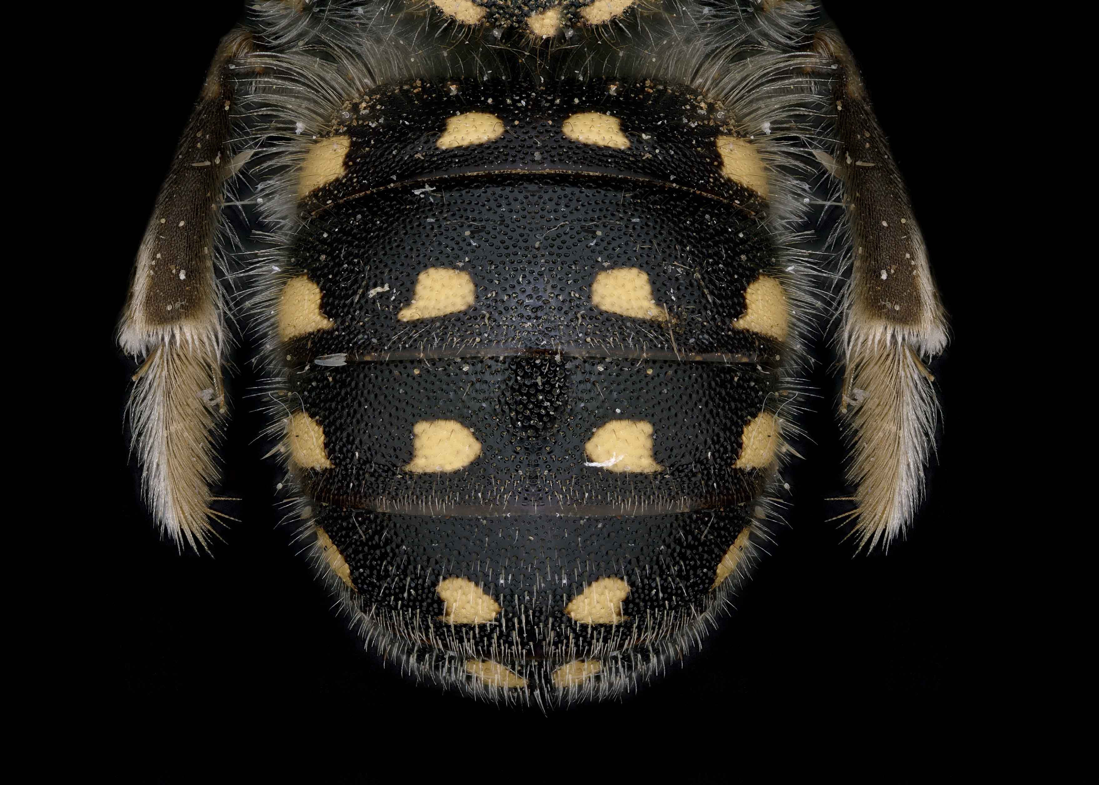 Indanthidium | Exotic Bee ID