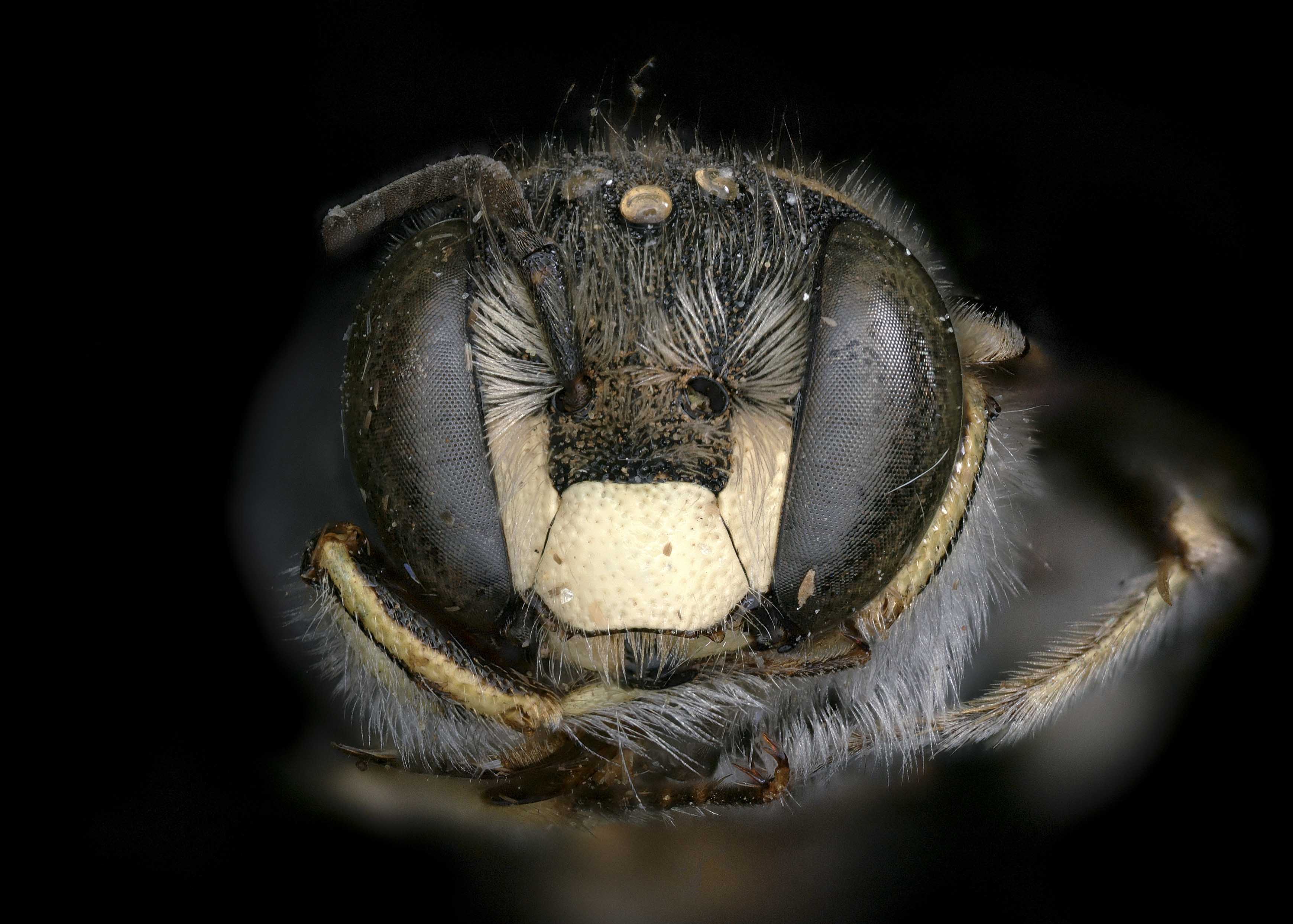 Indanthidium | Exotic Bee ID