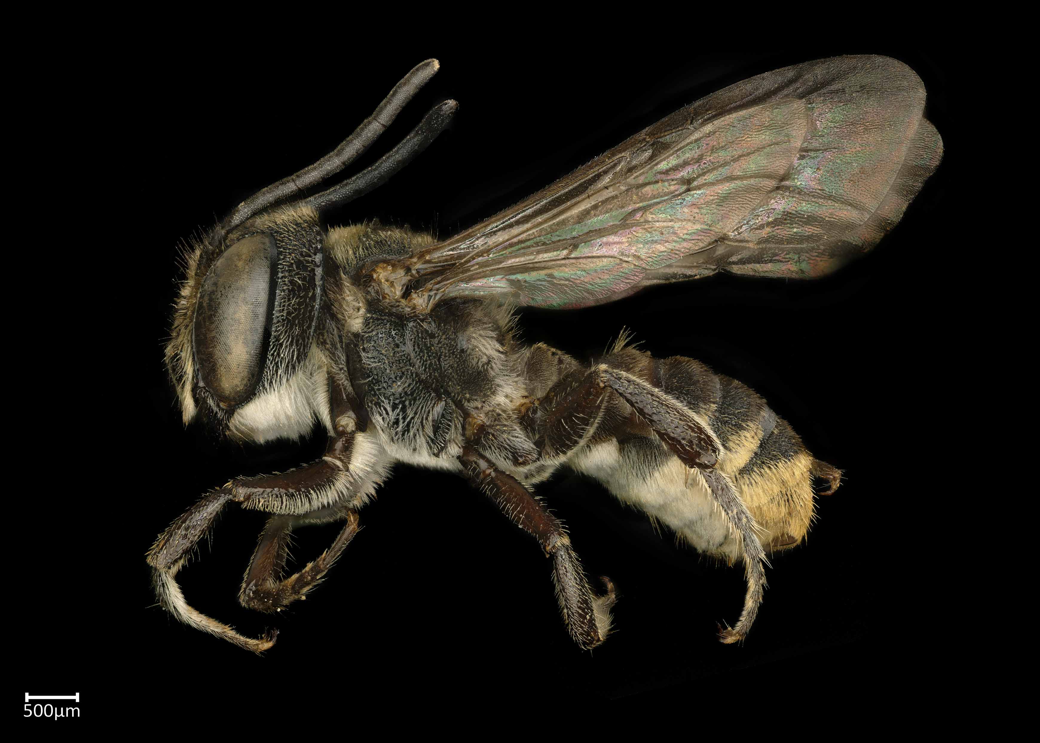 Megachile #40; Ptilosarus #41; | Exotic Bee ID