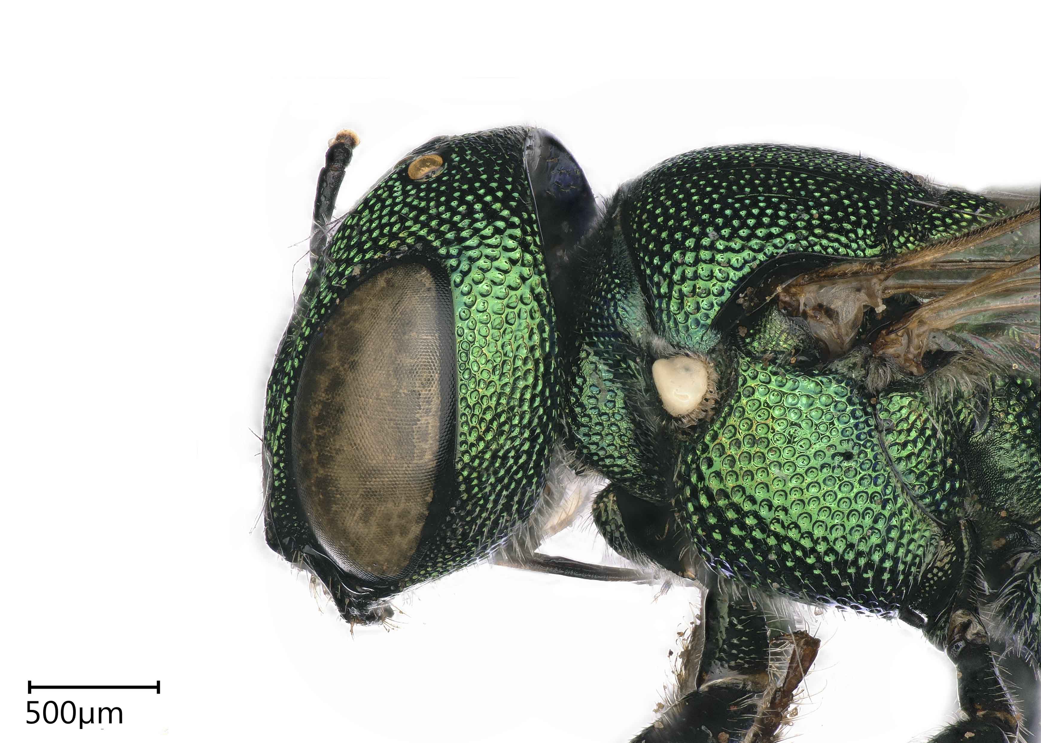Ceratina #40; Pithitis #41; | Exotic Bee ID