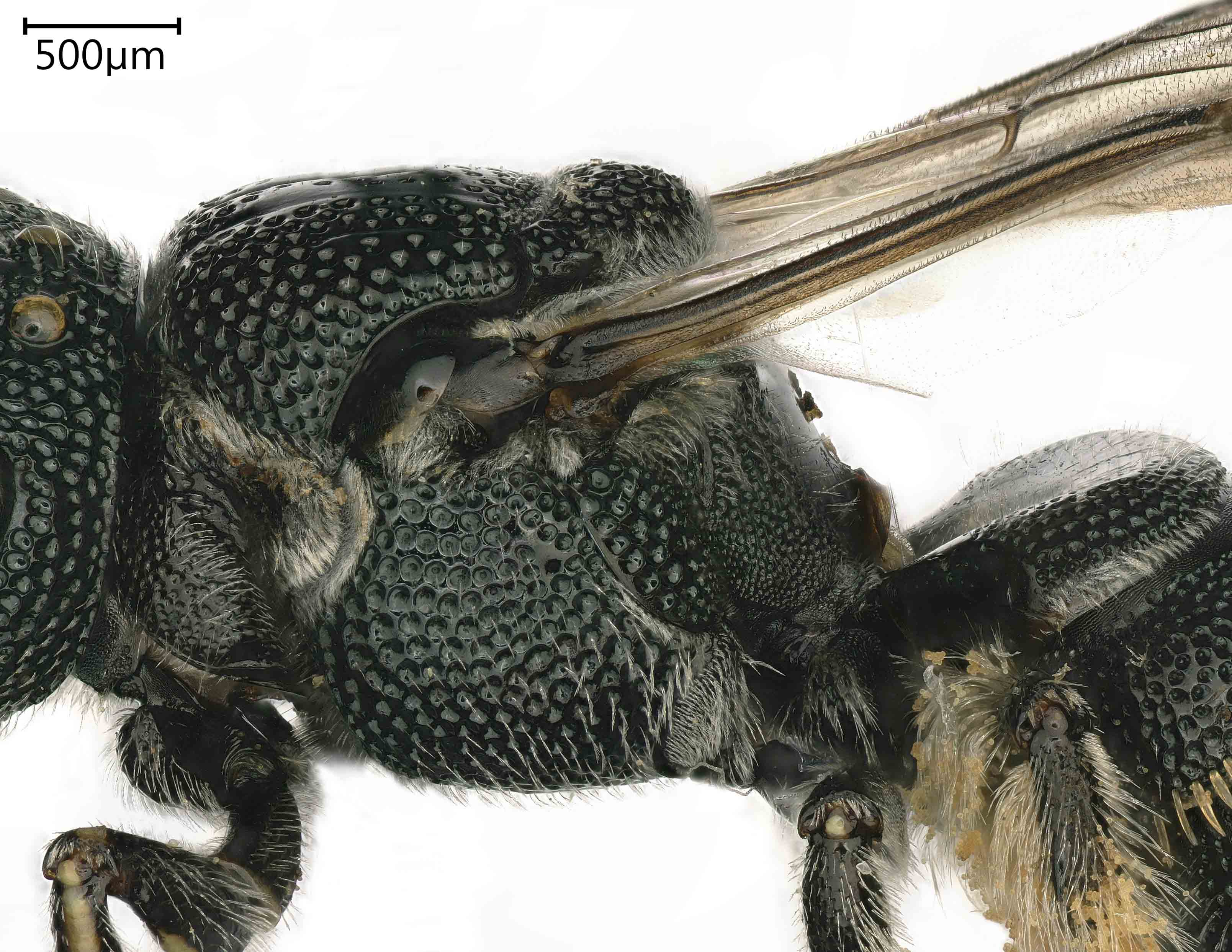 Ceratina #40; Simioceratina #41; | Exotic Bee ID