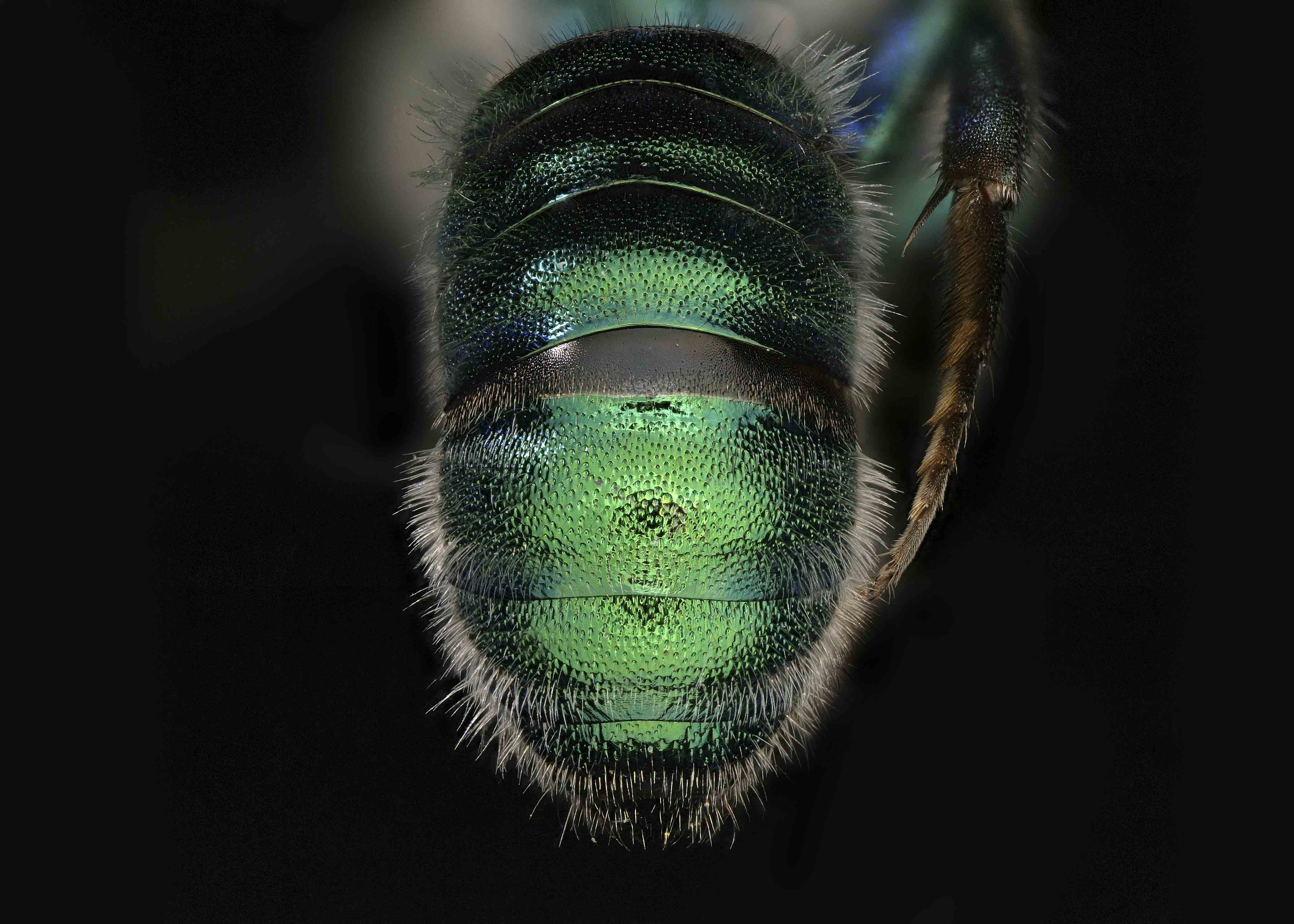 Hoplitis | Exotic Bee ID