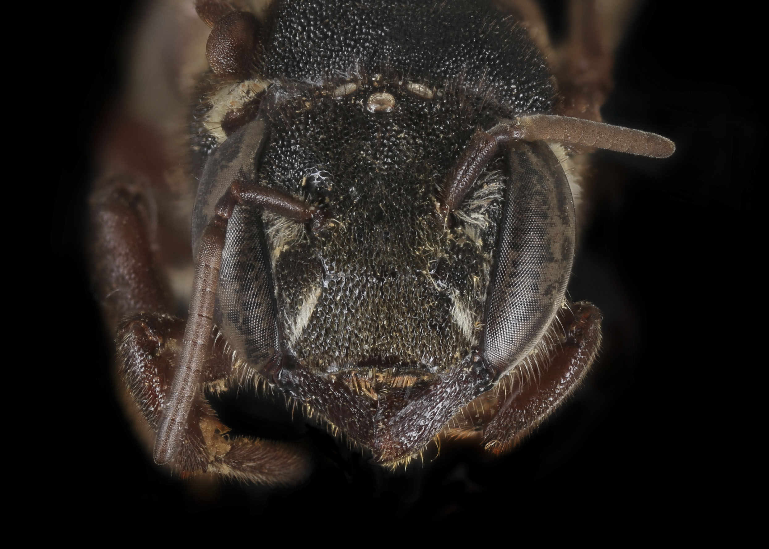 Matangapis | Exotic Bee ID