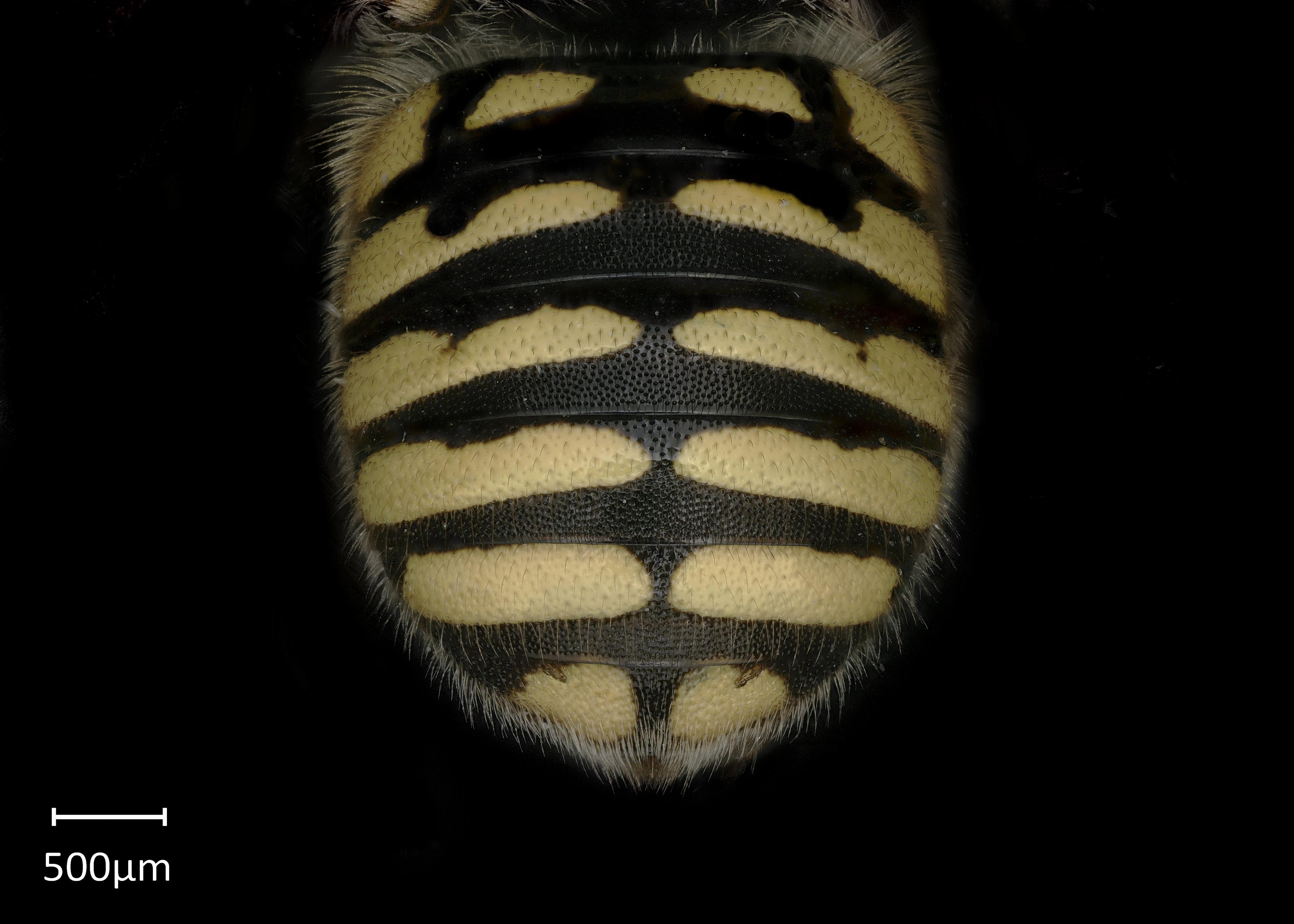 Anthidium jocosum | Exotic Bee ID