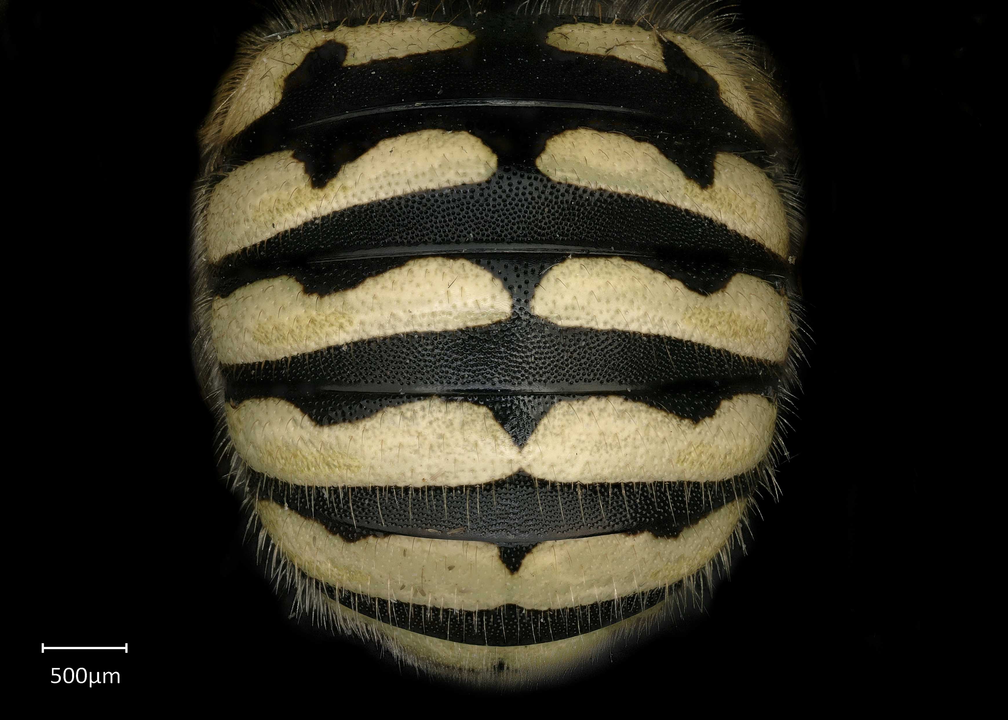 Anthidium placitum | Exotic Bee ID