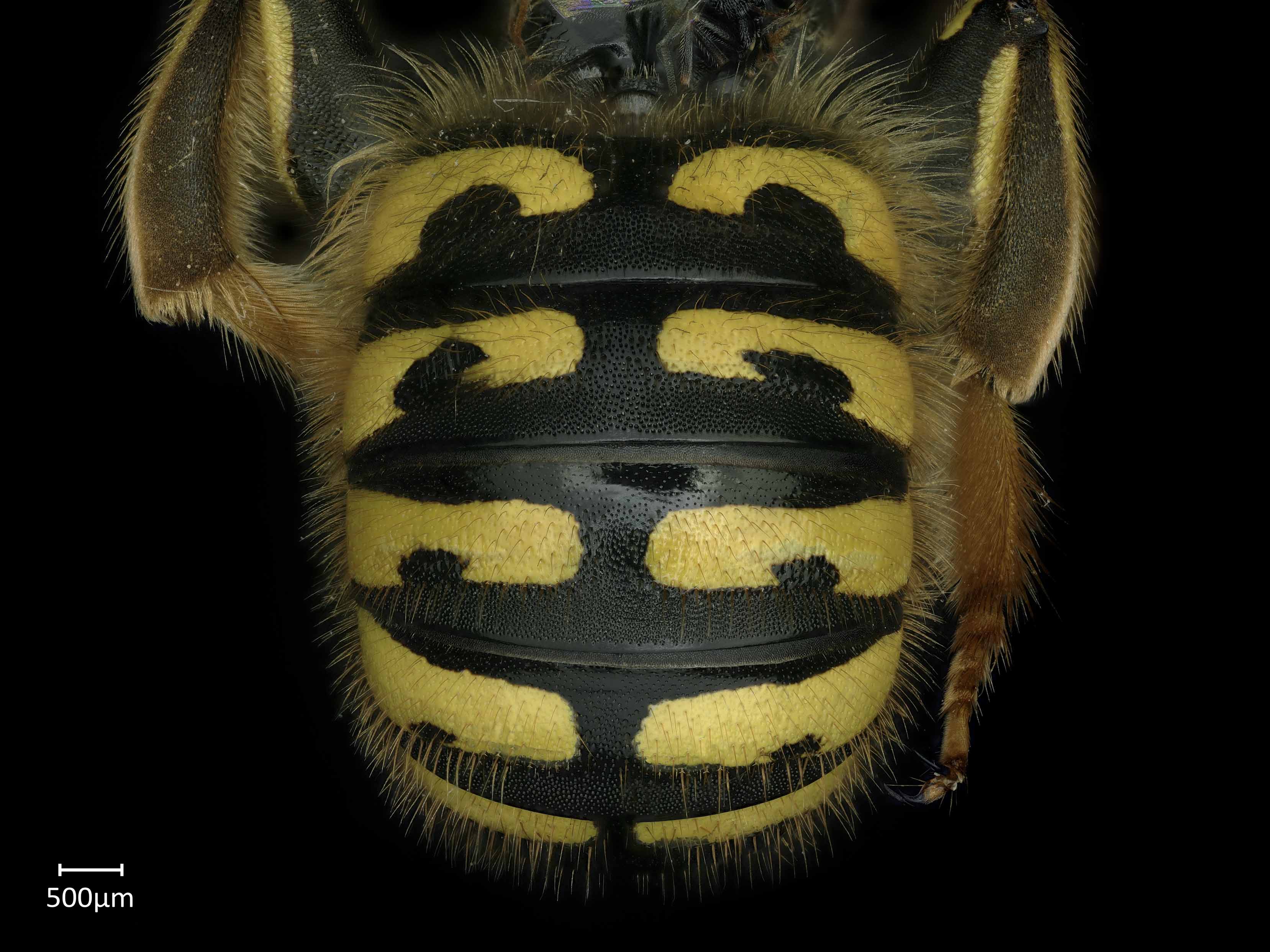 Anthidium formosum | Exotic Bee ID