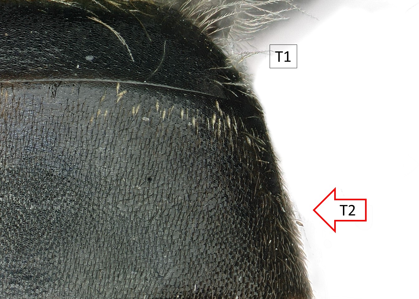 Apis andreniformis | Exotic Bee ID