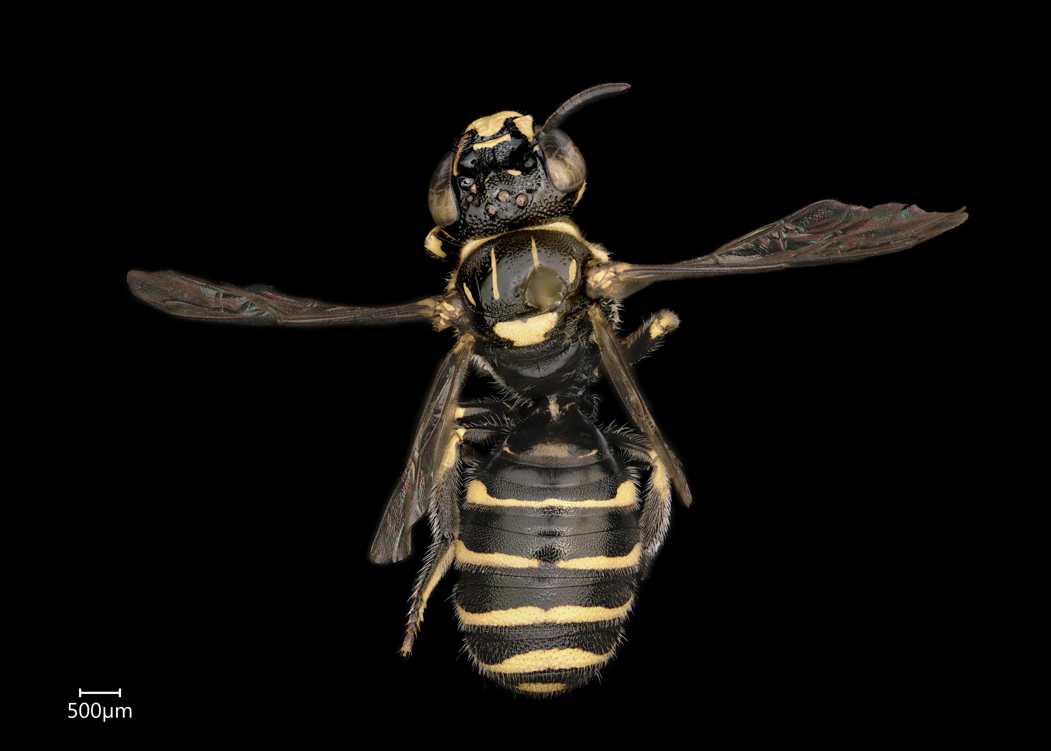 Ceratina (Ceratinidia) | Exotic Bee ID