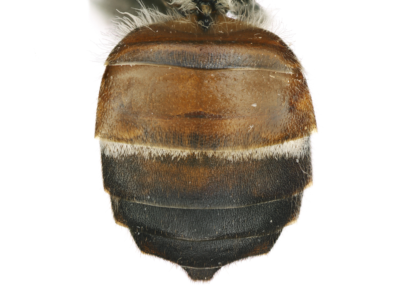 Apis florea | Exotic Bee ID