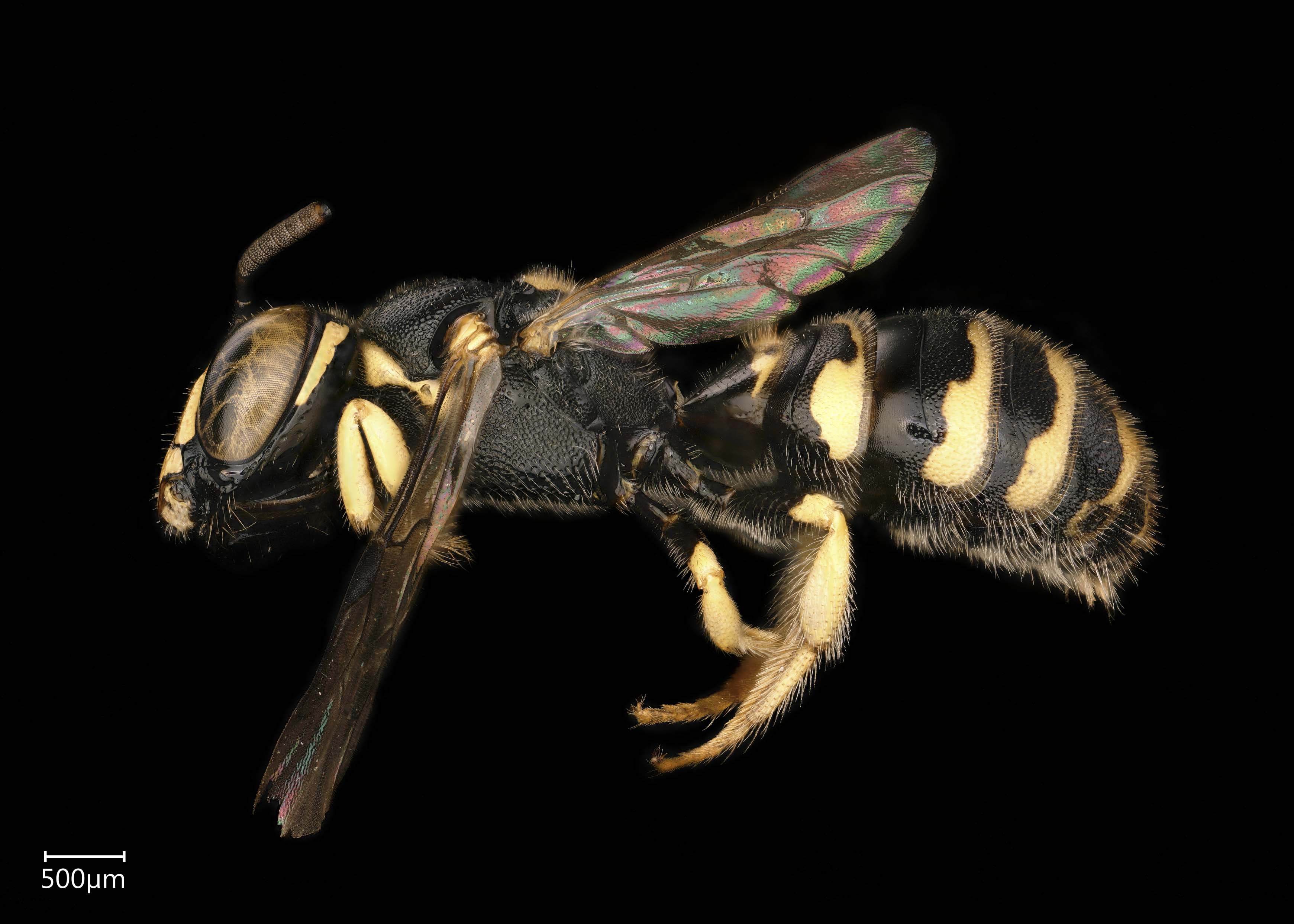 Ceratina (Ceratinidia) | Exotic Bee ID