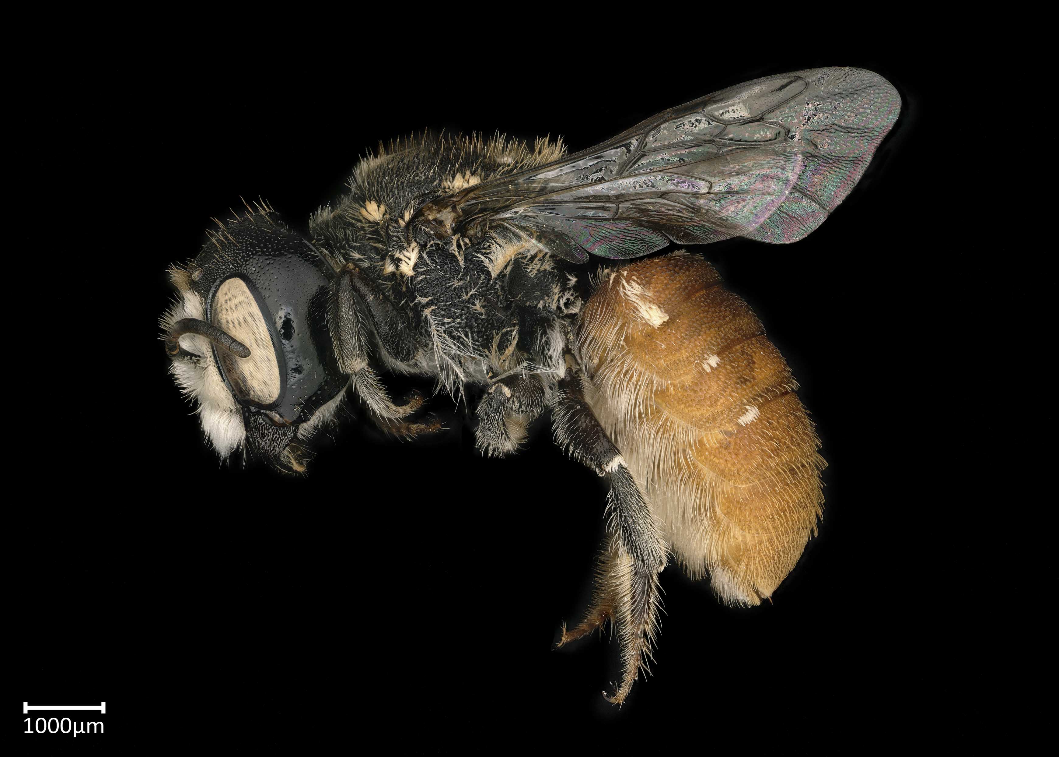 Megachile #40; Rhodomegachile #41; | Exotic Bee ID