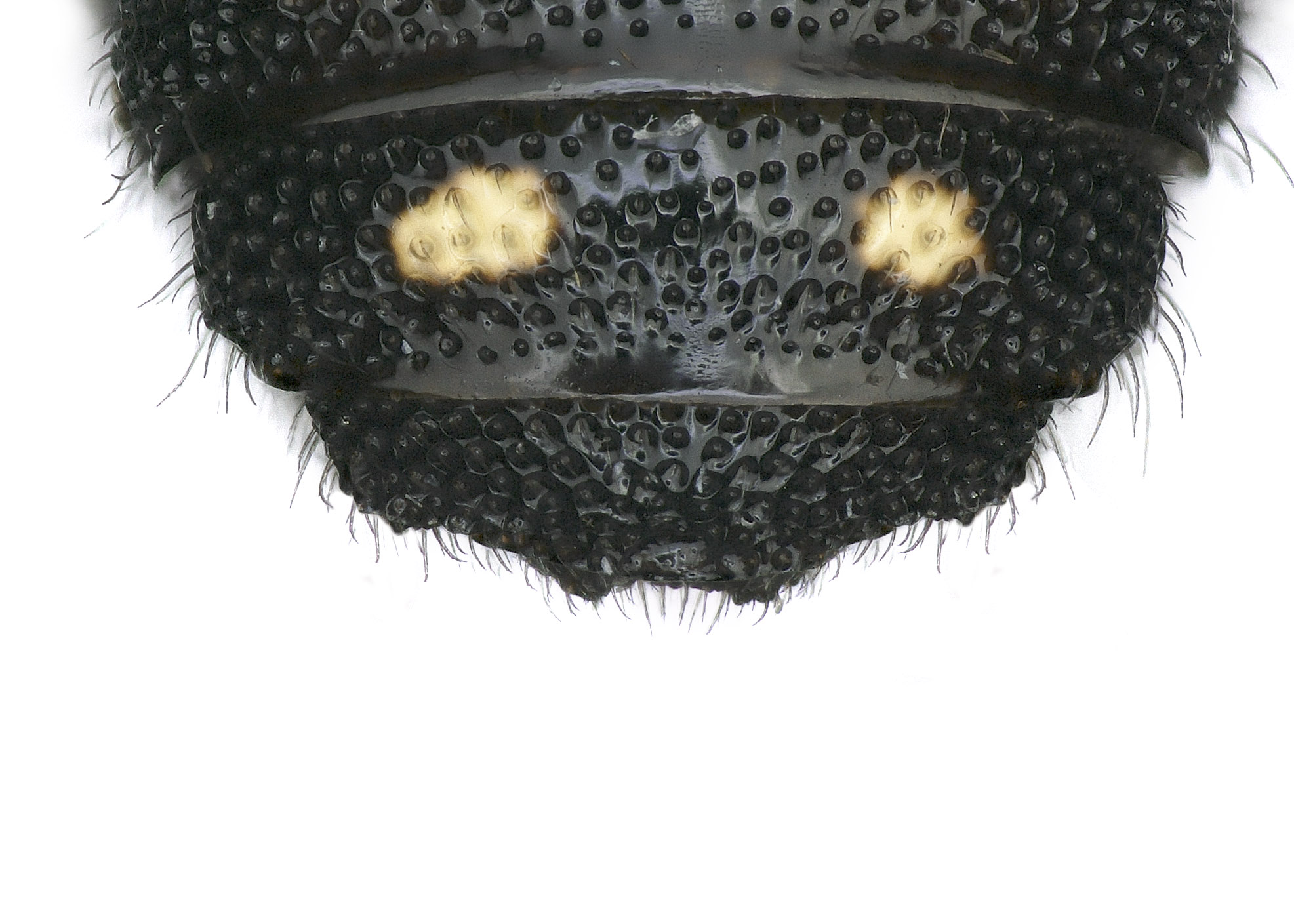 Austrostelis | Exotic Bee ID