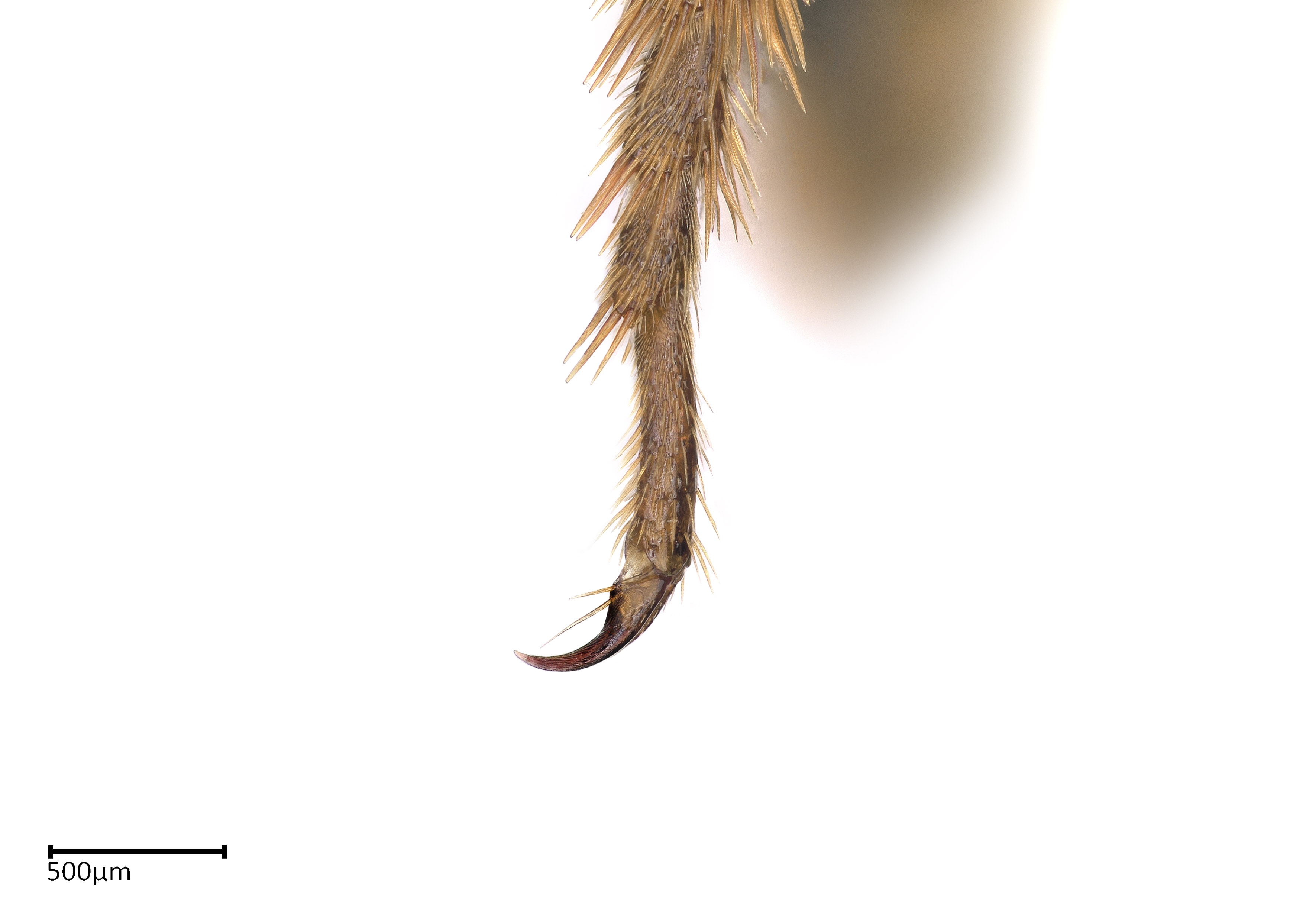 Pseudomegachile | Exotic Bee ID