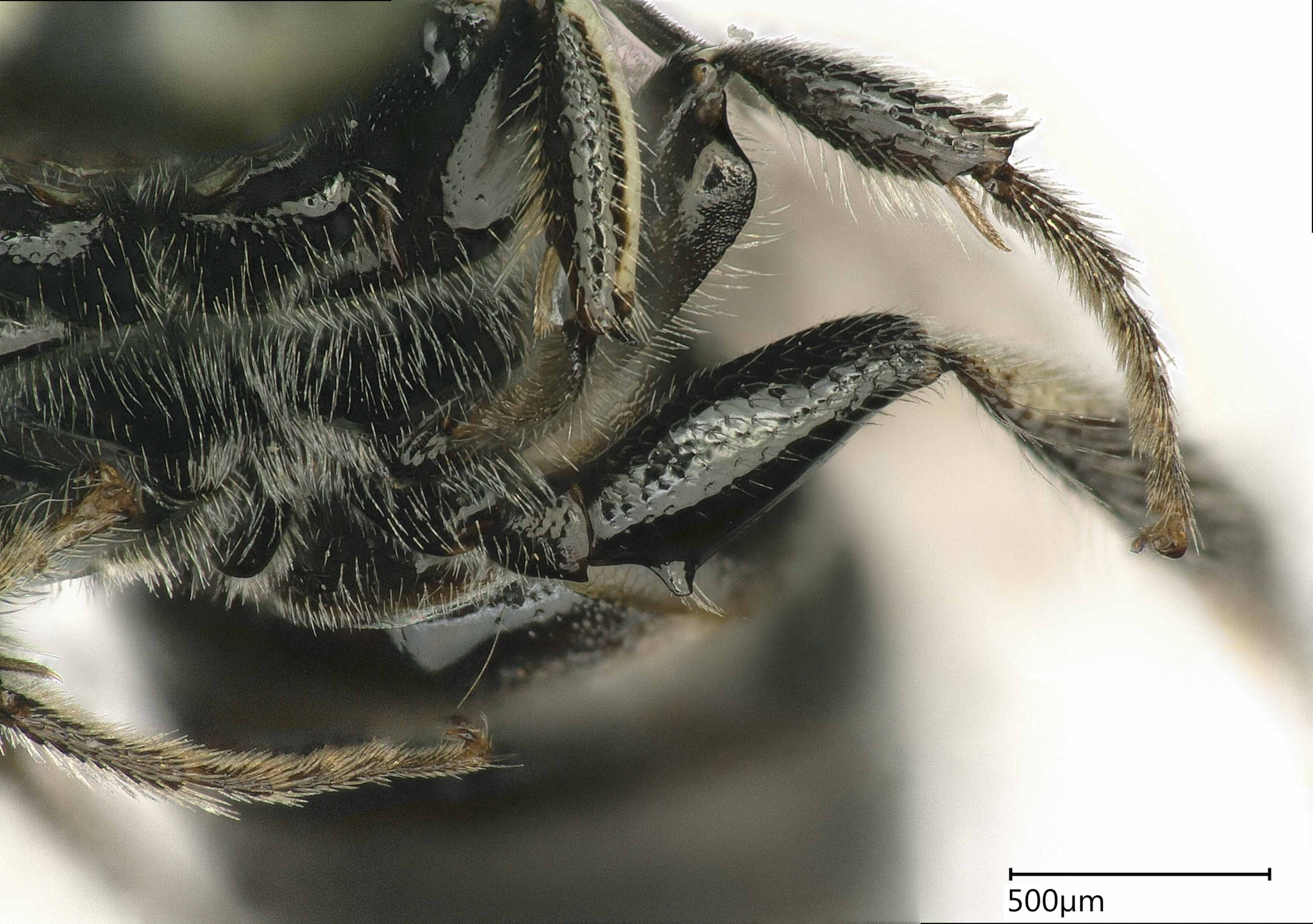 Ceratina #40; Copoceratina #41; | Exotic Bee ID