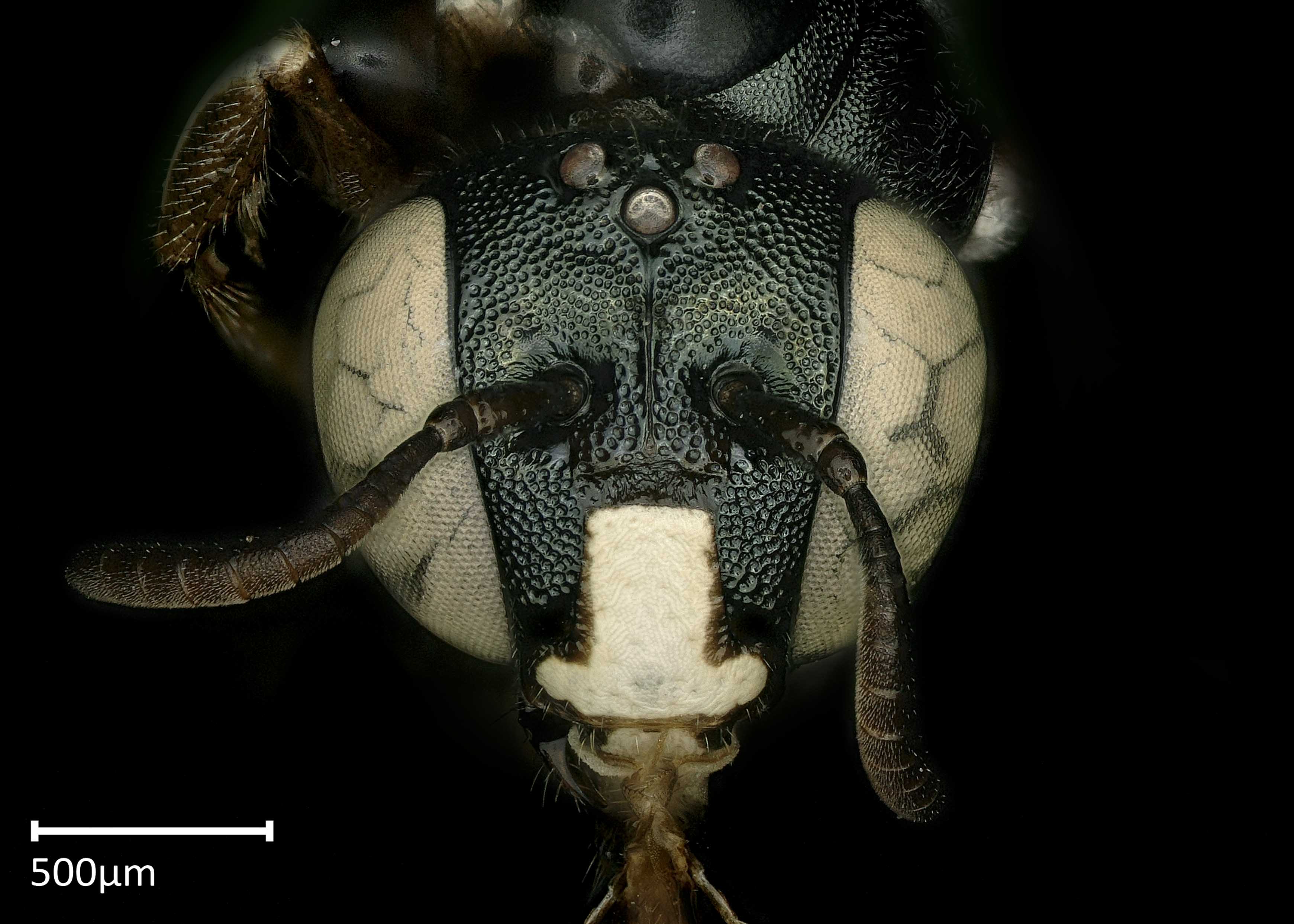 Ceratina #40; Copoceratina #41; | Exotic Bee ID