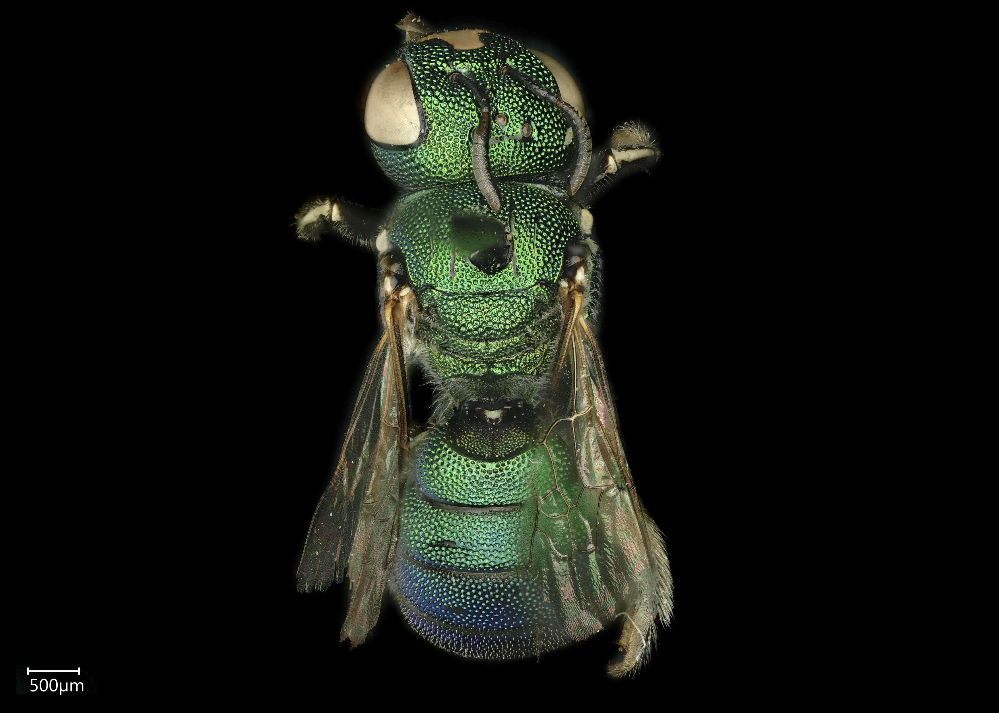 Ceratina #40; Pithitis #41; | Exotic Bee ID