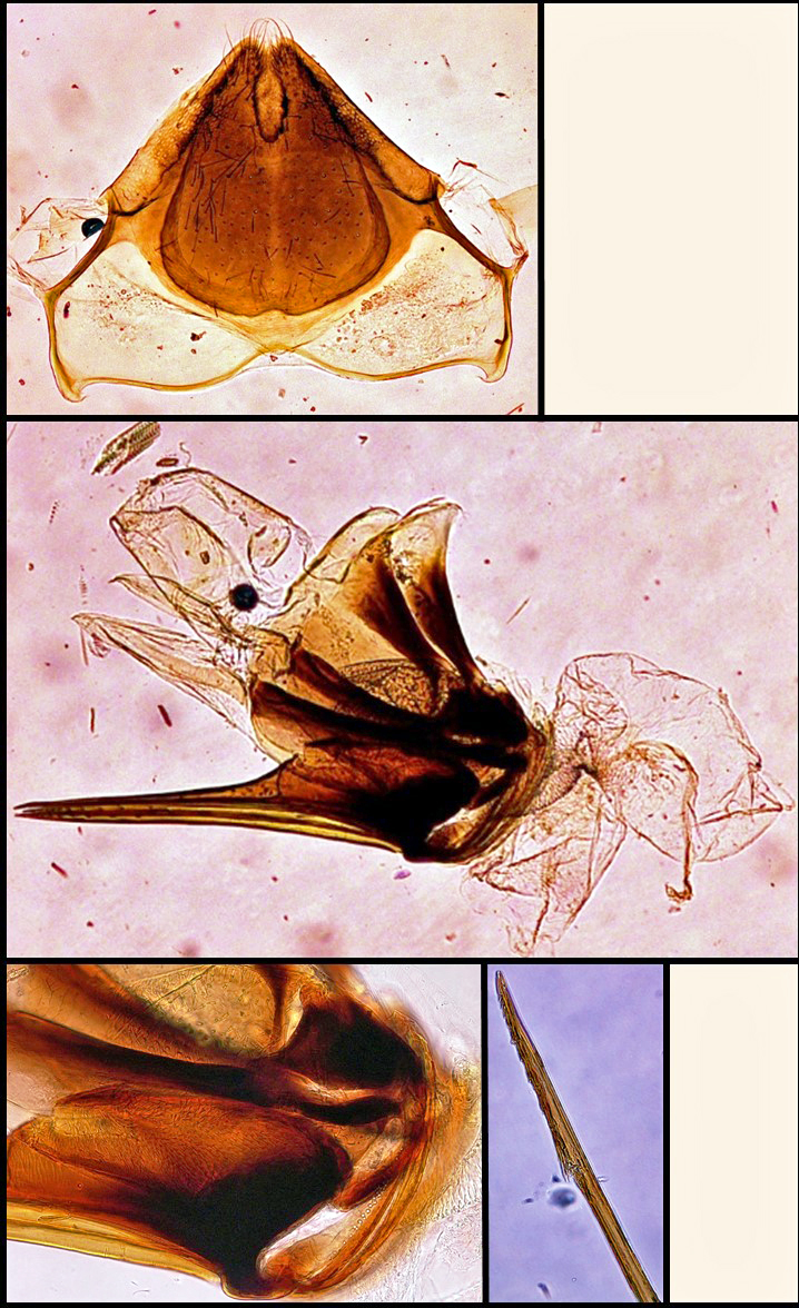 Apis andreniformis | Exotic Bee ID