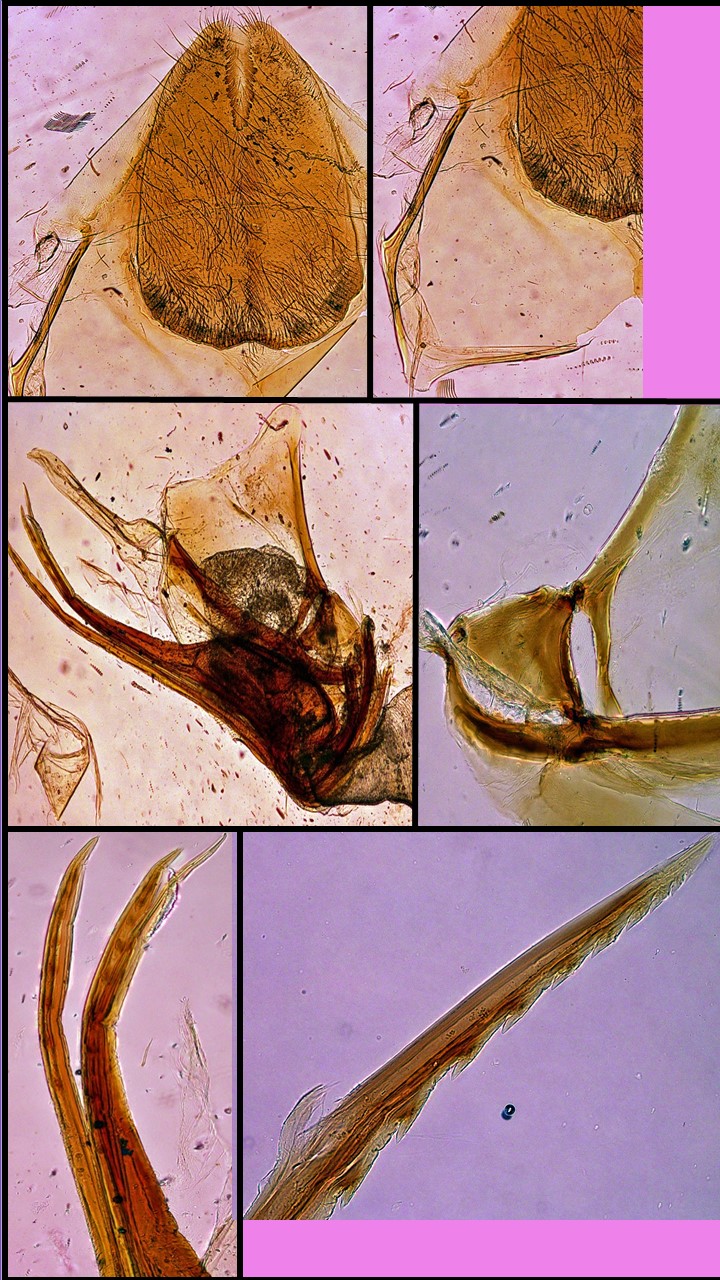 Apis dorsata | Exotic Bee ID