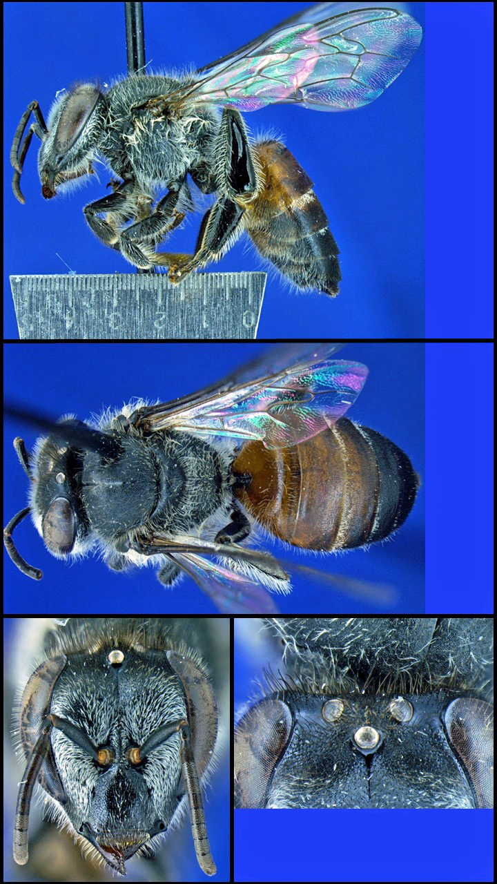 Apis florea | Exotic Bee ID