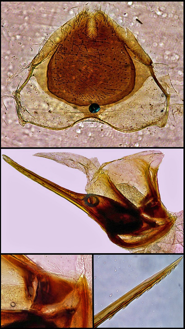Apis florea | Exotic Bee ID