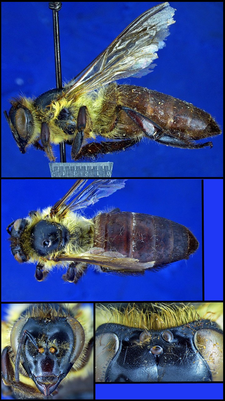 Apis laboriosa | Exotic Bee ID
