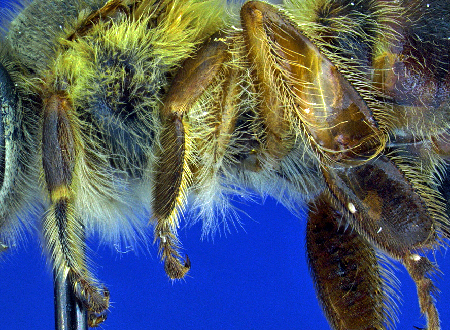 Apis nigrocincta | Exotic Bee ID