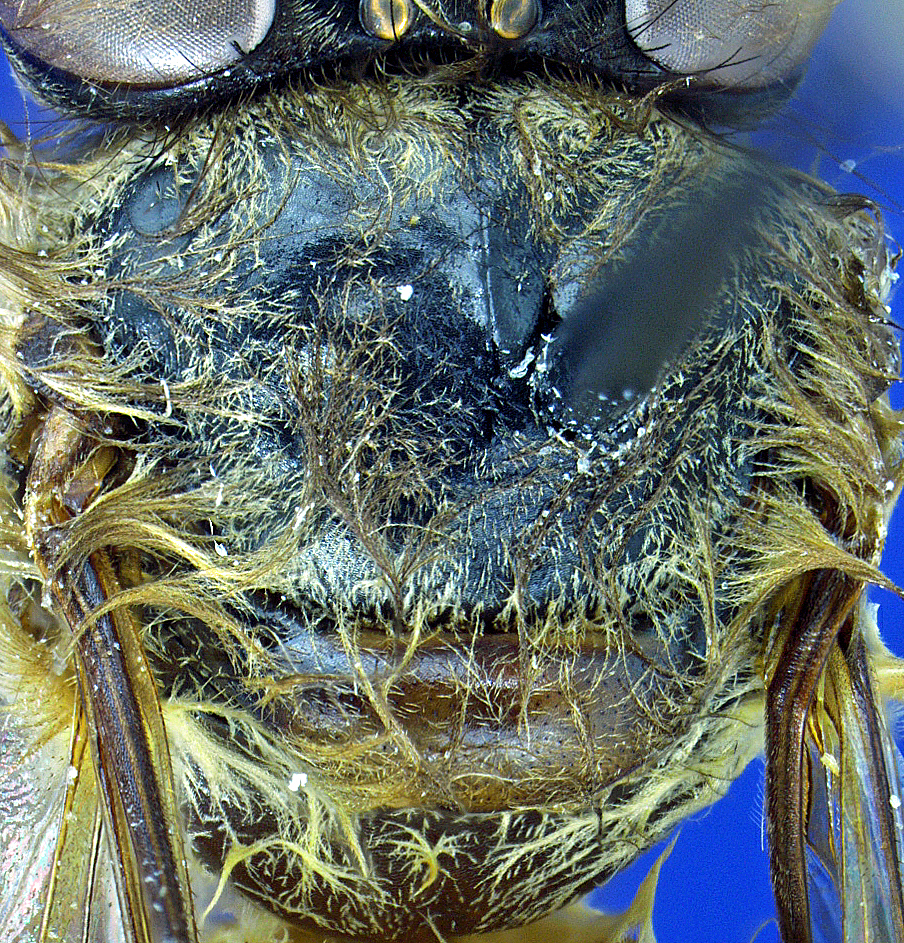 Apis nuluensis | Exotic Bee ID