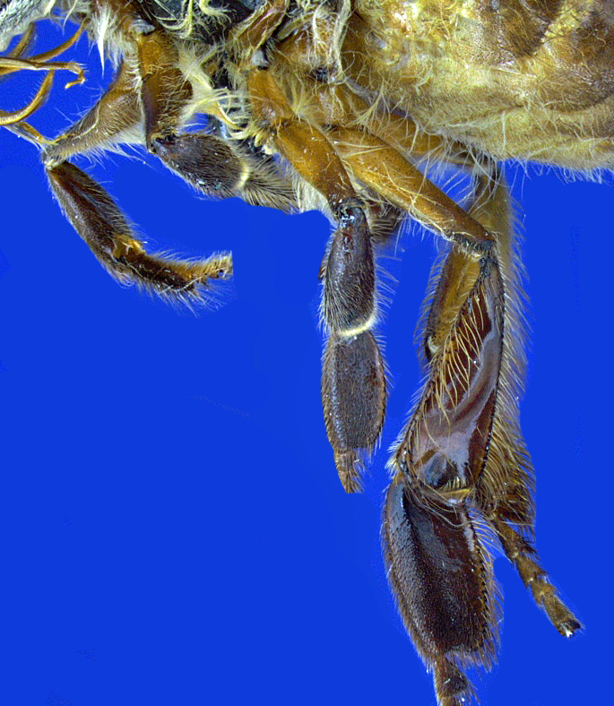 Apis nuluensis | Exotic Bee ID