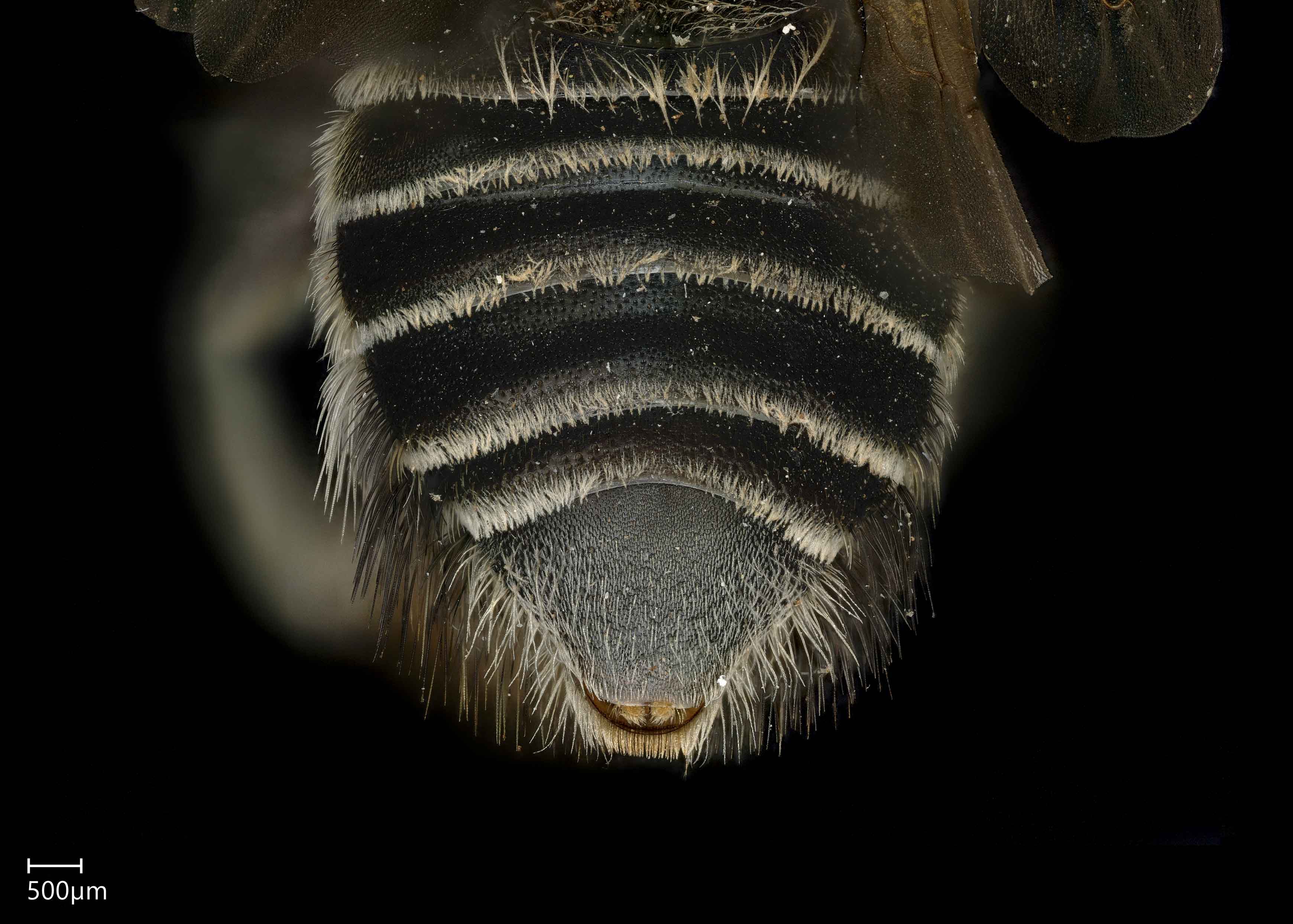 Megachile (Melanosarus) | Exotic Bee ID
