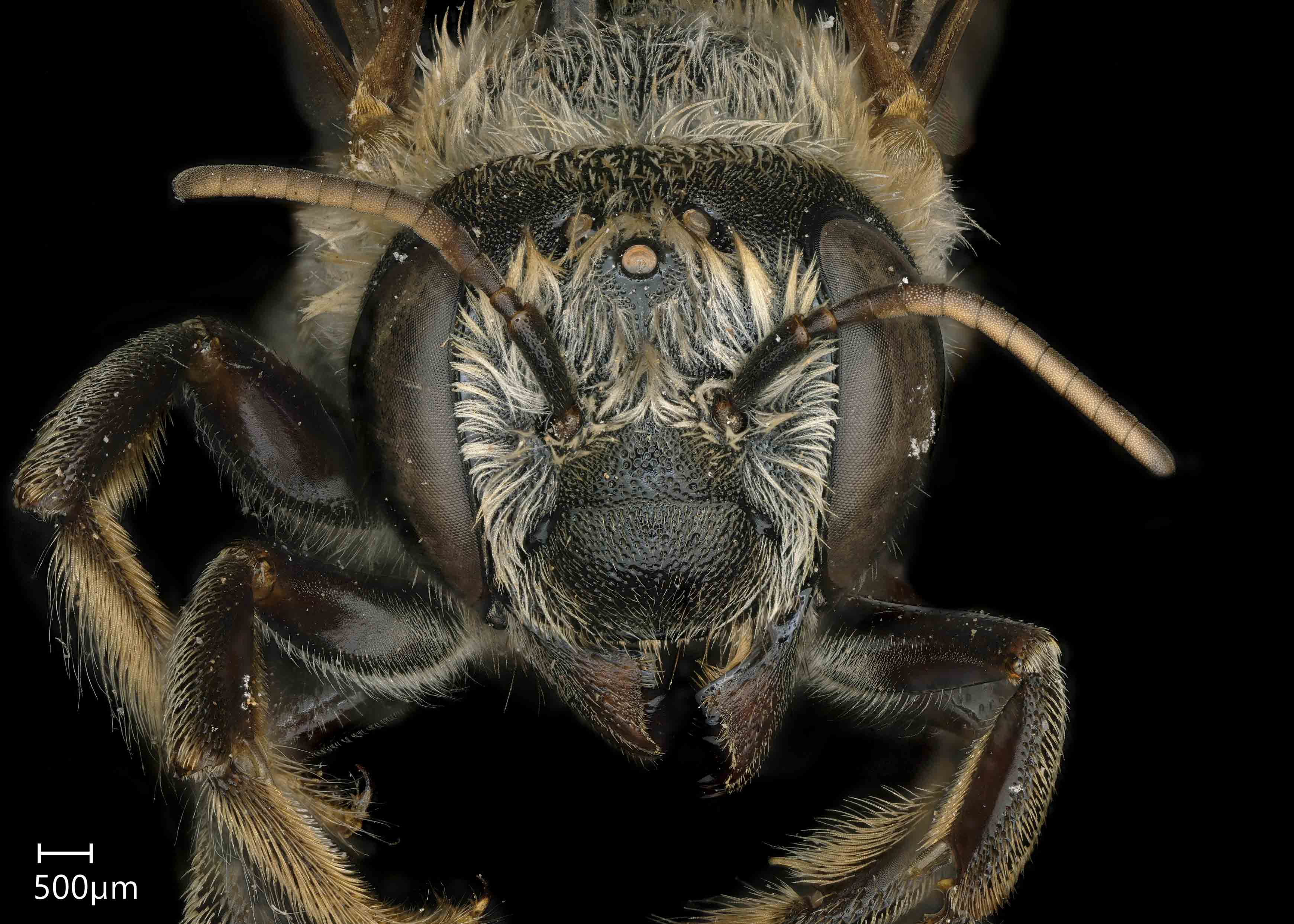 Megachile (Melanosarus) | Exotic Bee ID